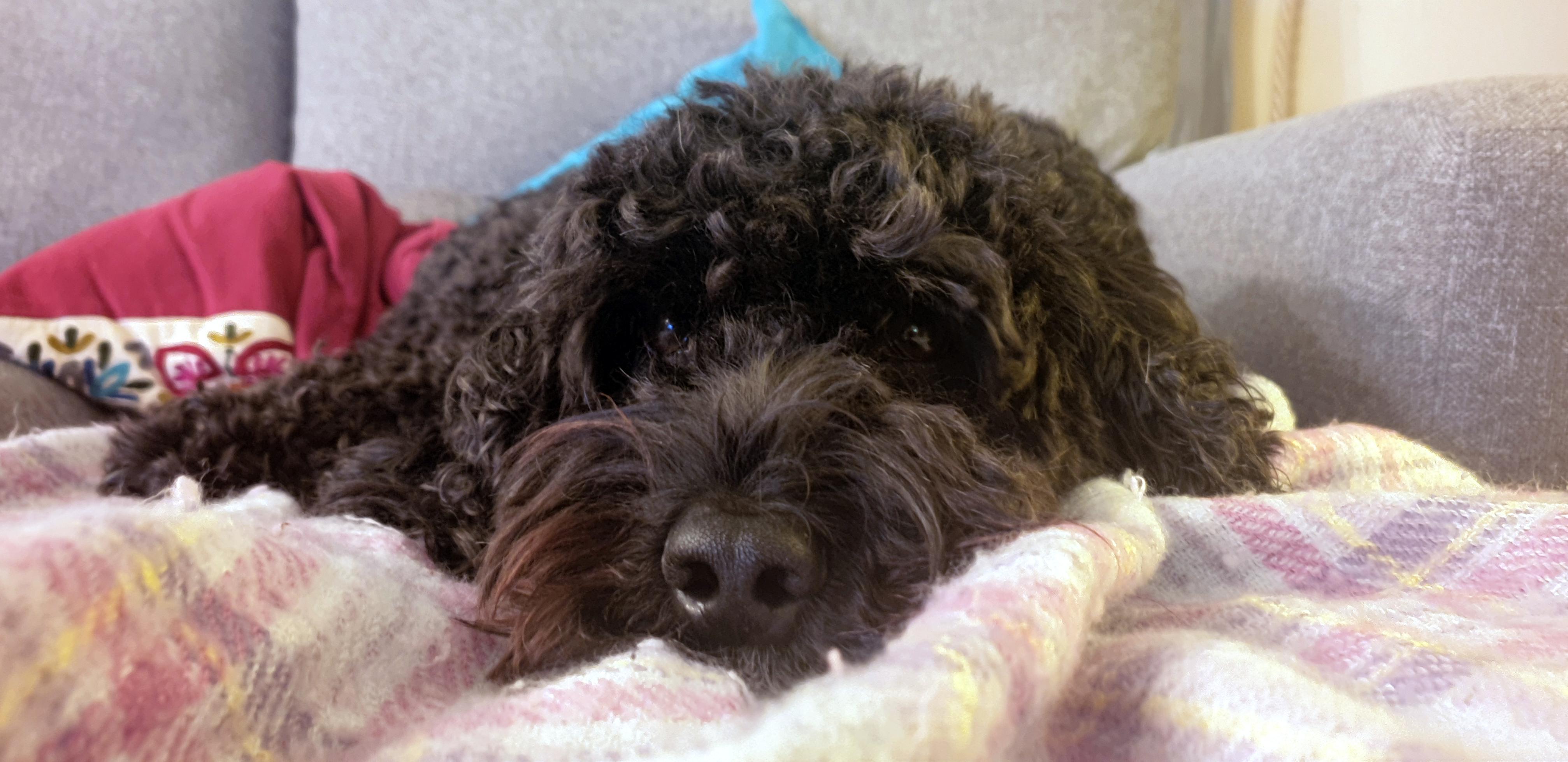 Spartacus loves the new sofa 🐶 | Scrolller