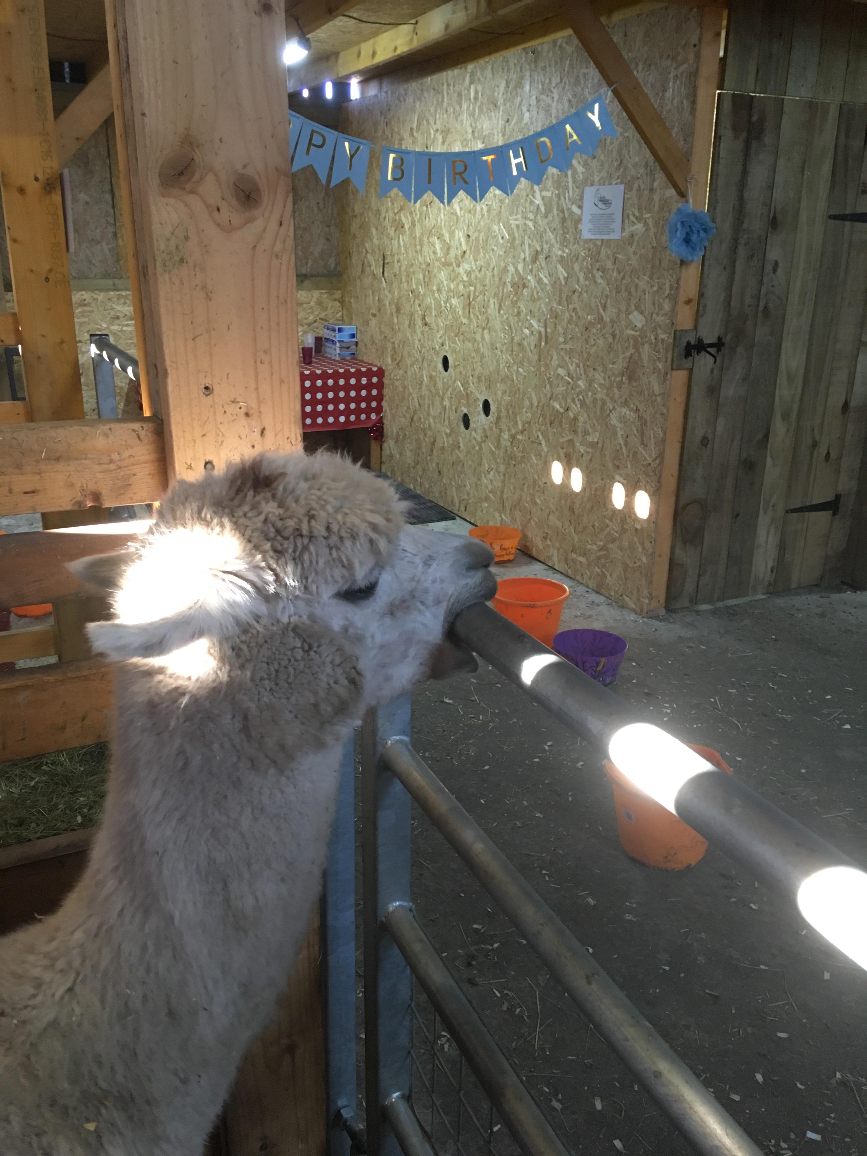 Special alpaca | Scrolller