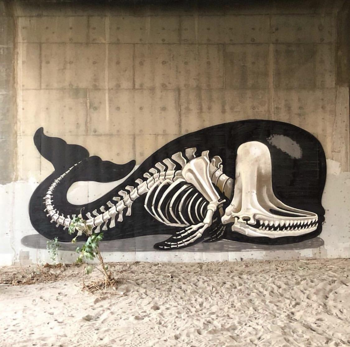 Sperm Whale | Scrolller