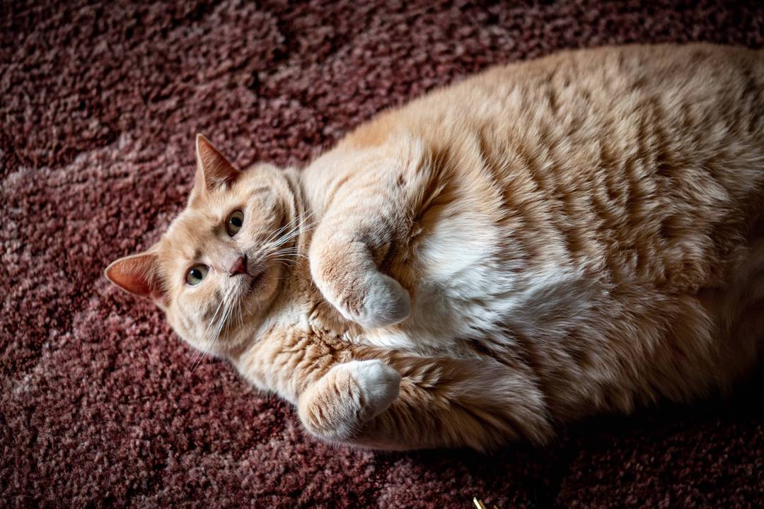 Spice showing off her adorable white feetsies | Scrolller