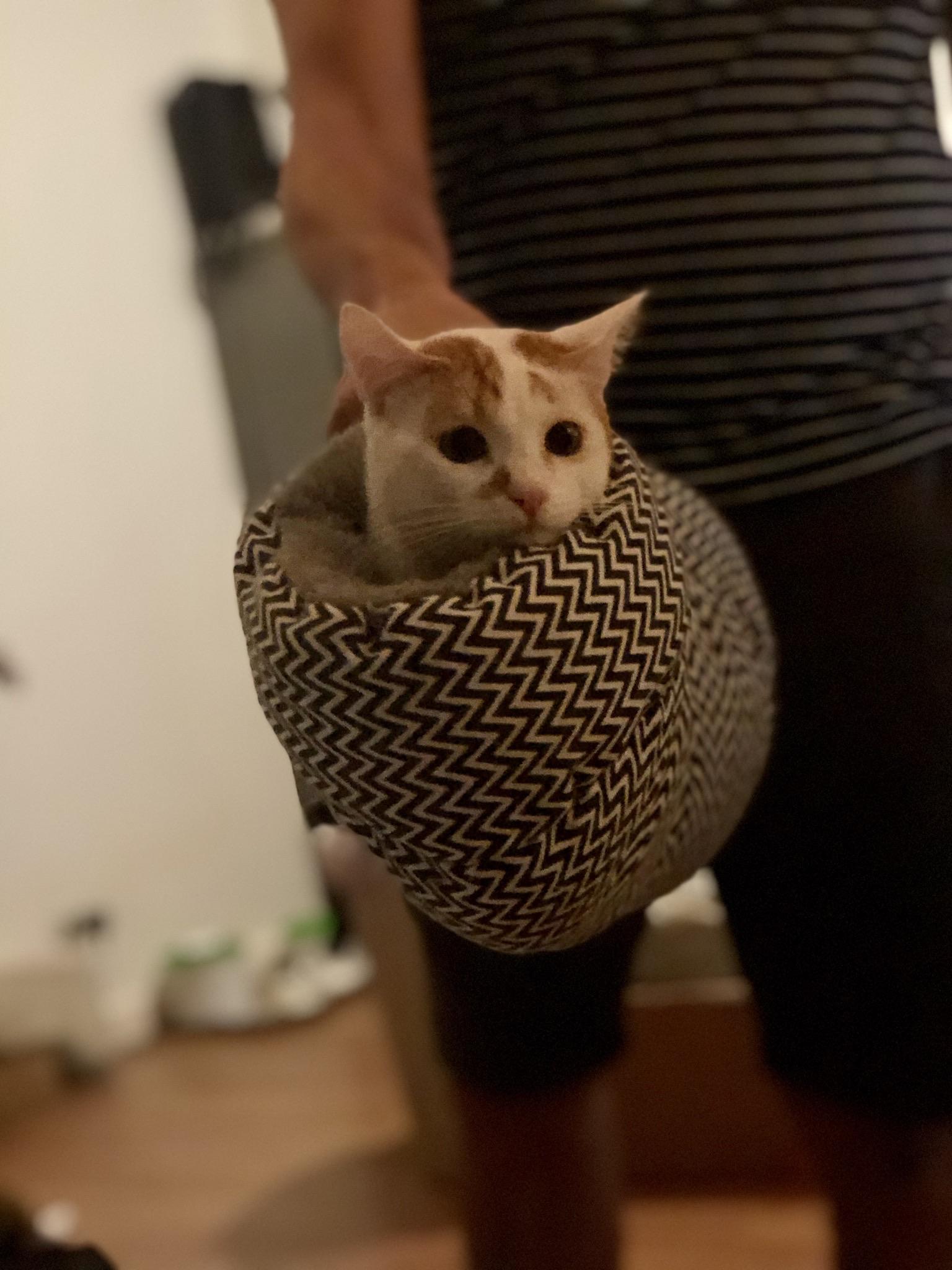 Spicy purrito | Scrolller