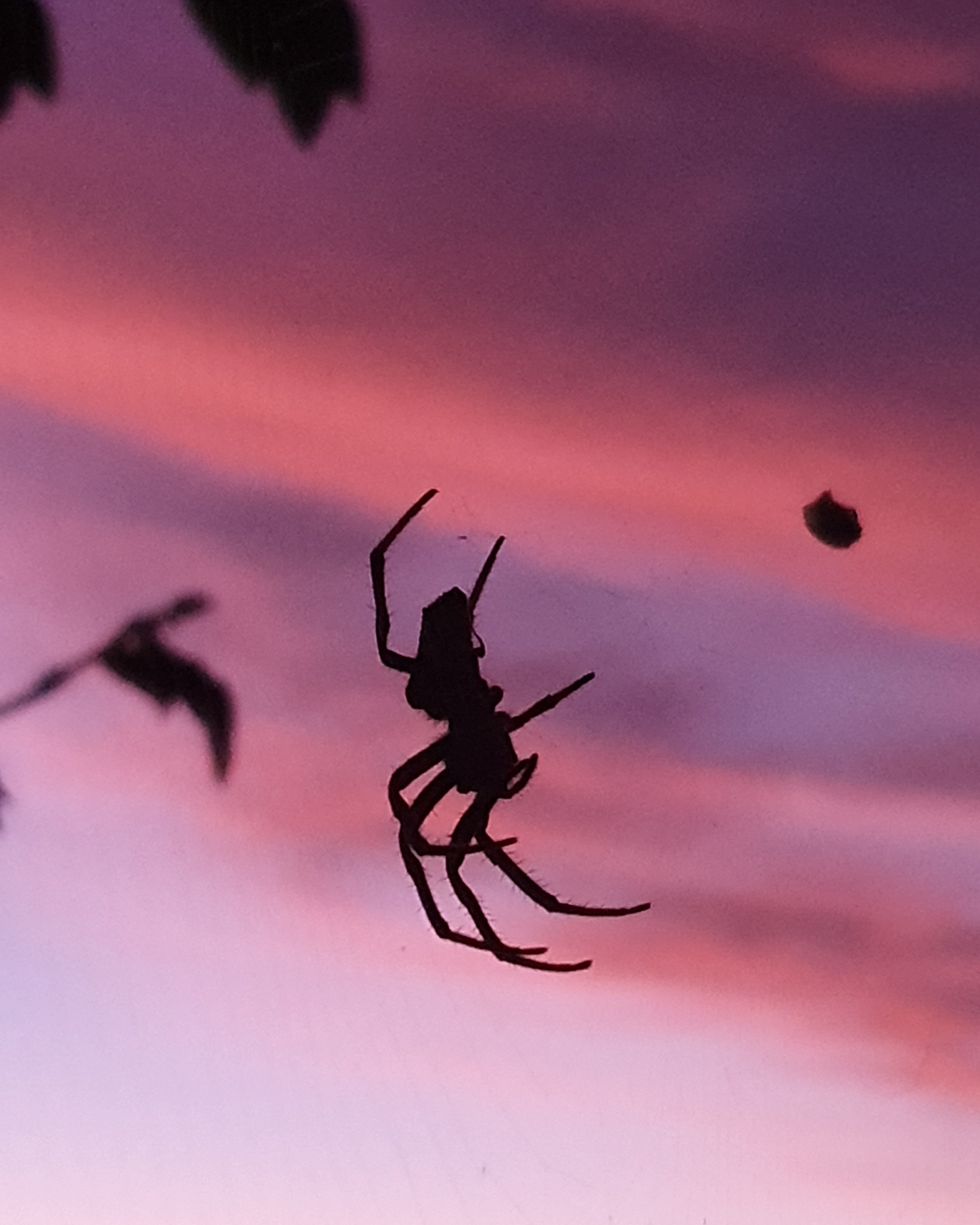 Spidey Scrolller