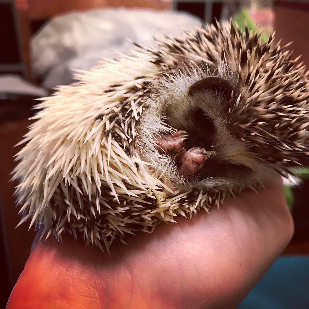 Spikey-bean-baby | Scrolller