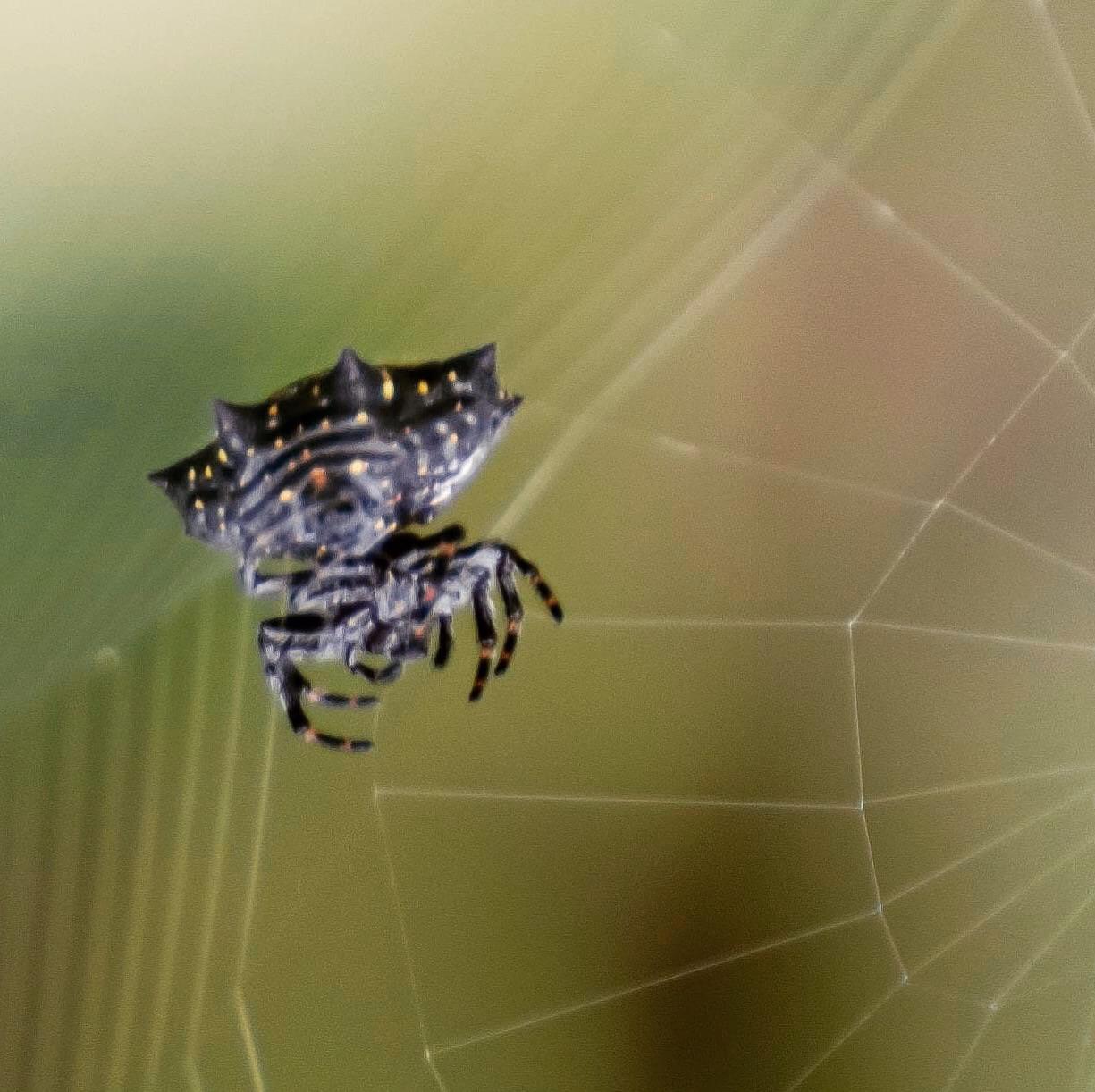 Spiny back orb weaver [OC] | Scrolller