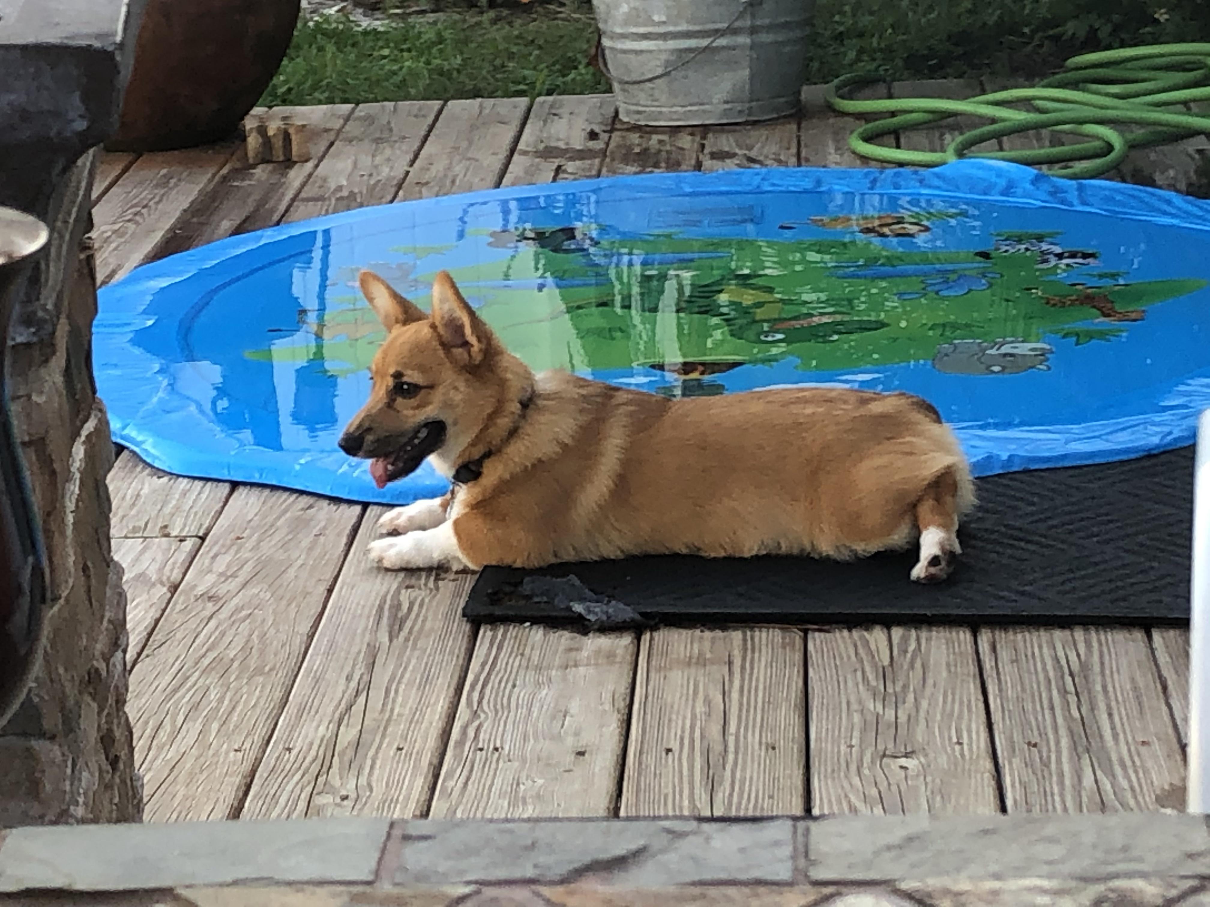 Sploot by the new water pad. | Scrolller