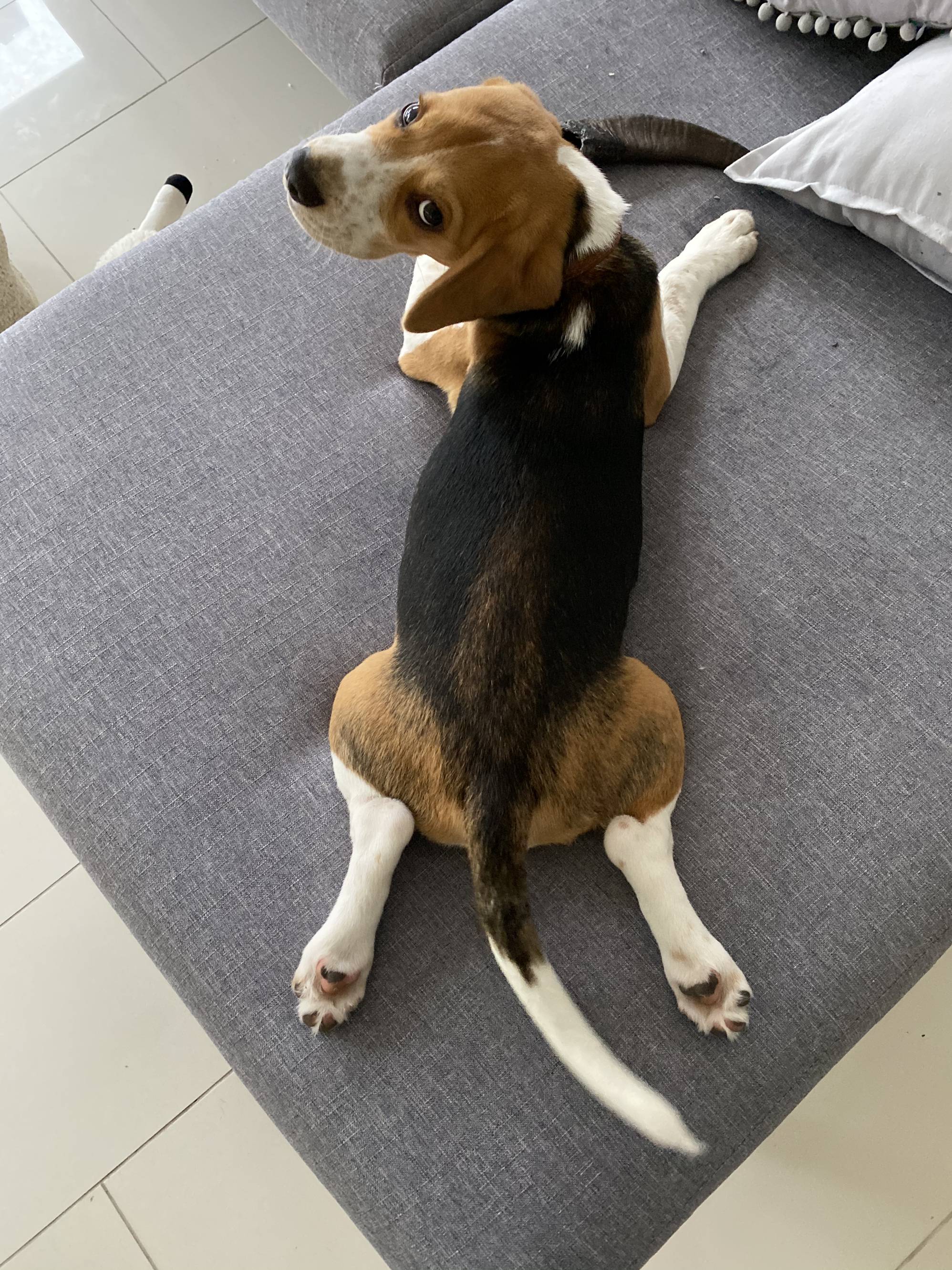 Sploot | Scrolller