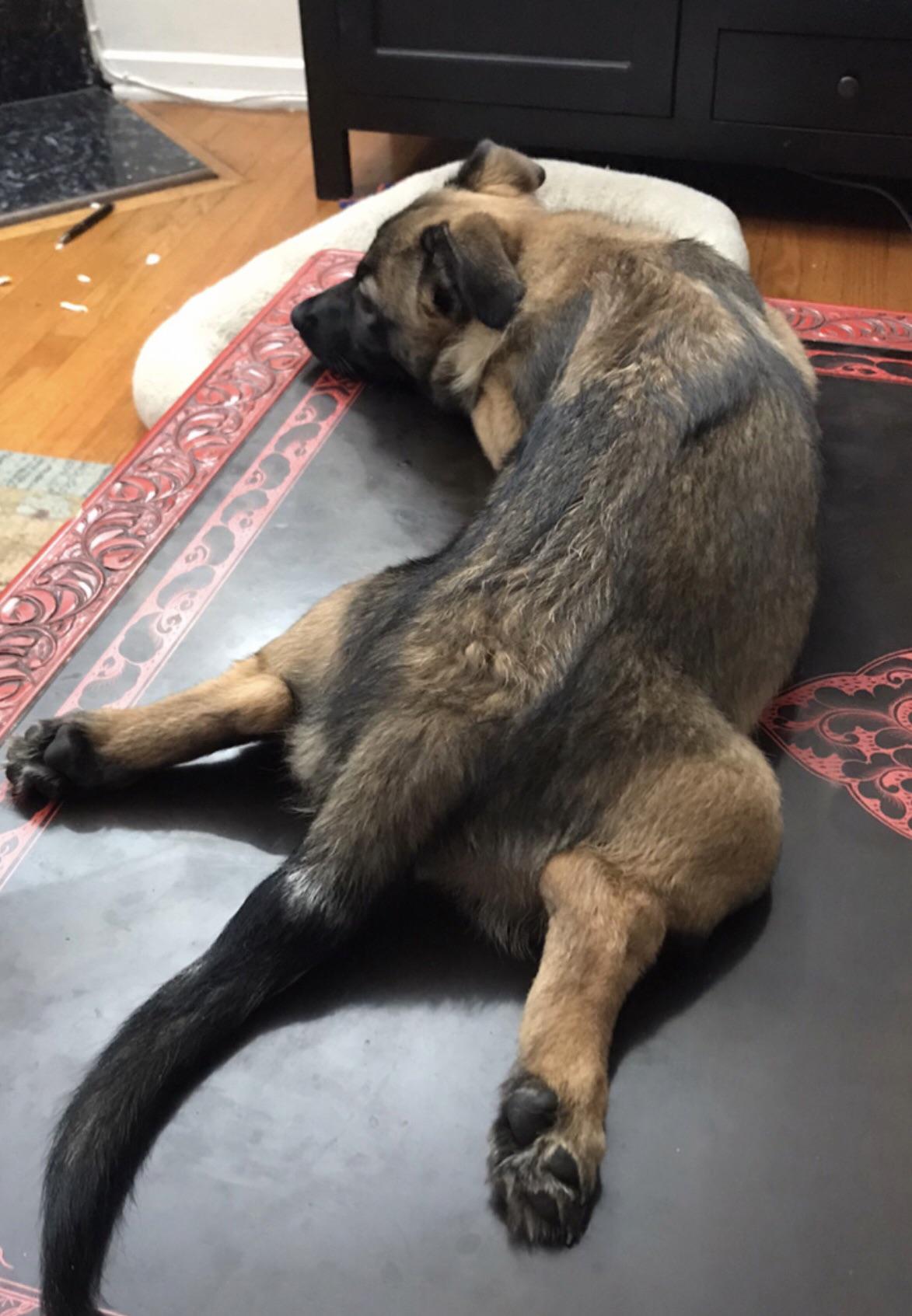 Splooting puppy! Tofu is 3 months and loves to sploot! | Scrolller