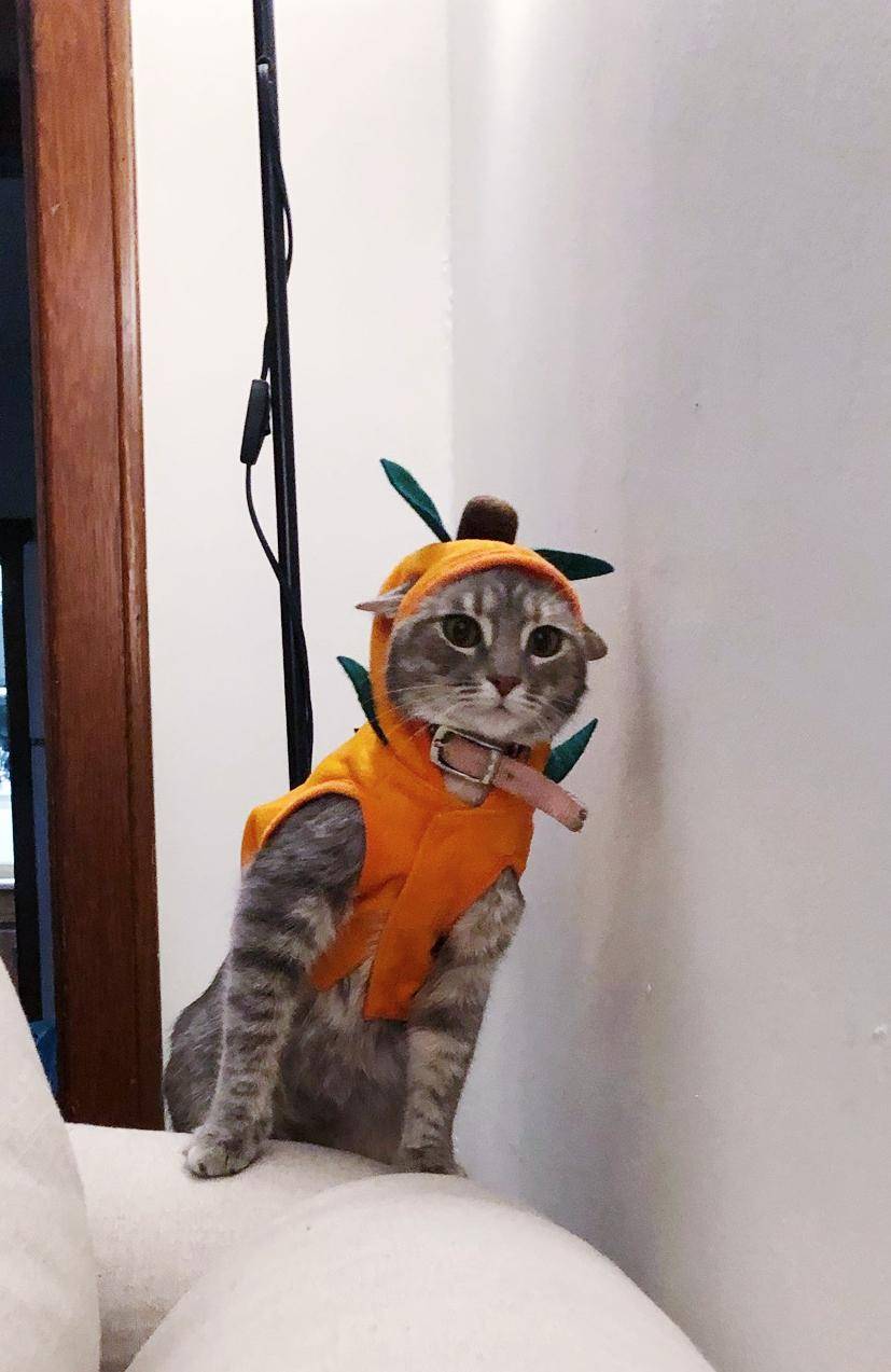 Spooky season edition | Scrolller