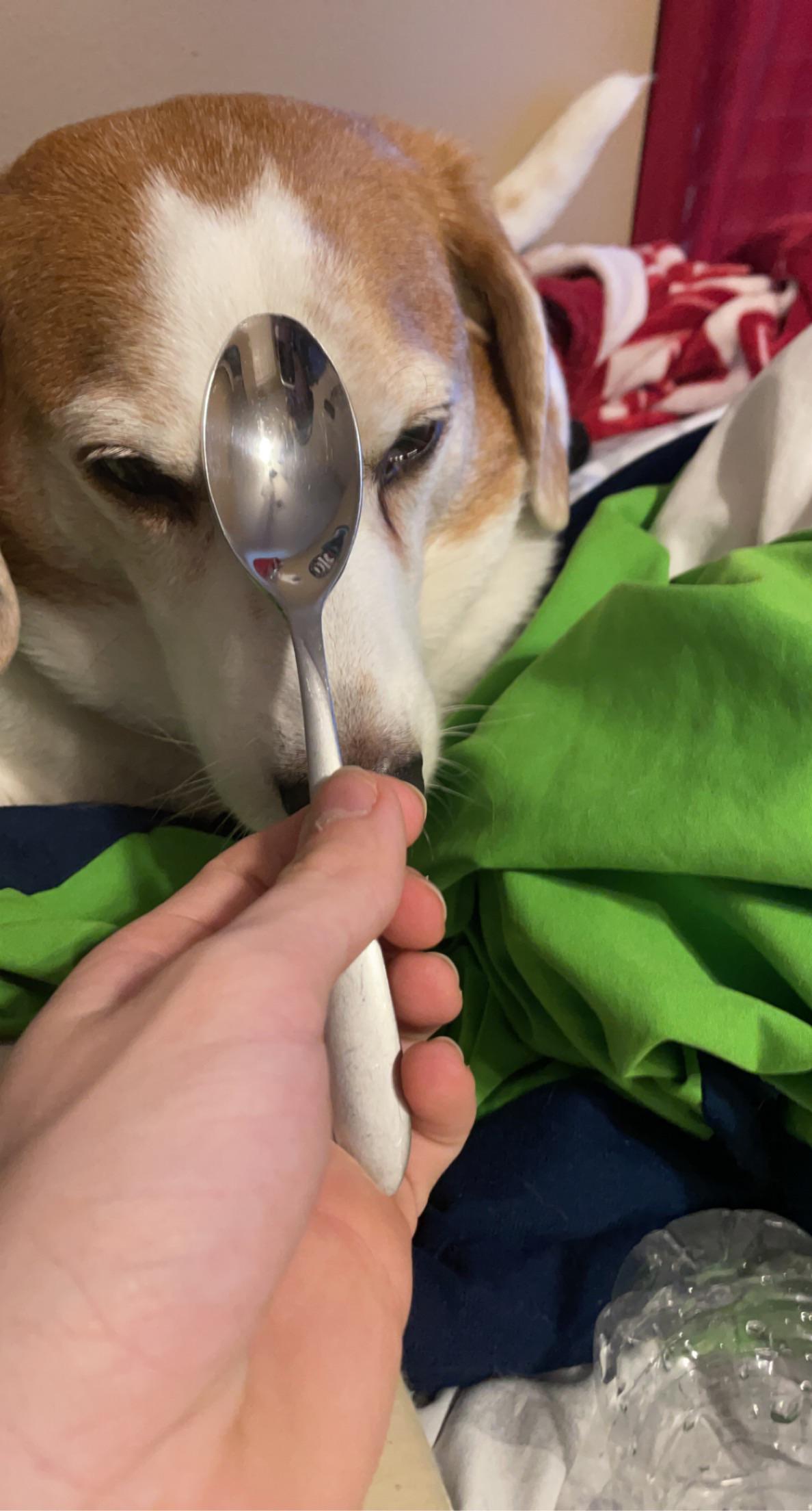 spoon dog | Scrolller