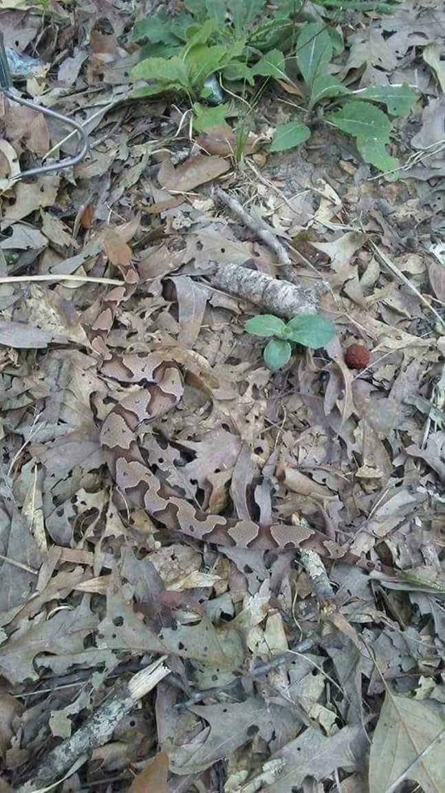 Spot in 3 seconds or you're dead | Scrolller