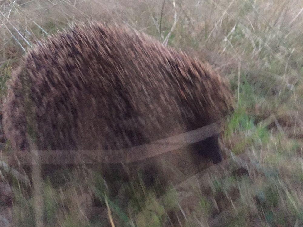 Spotted this cryptid near the river Elbe in Hamburg at 2 AM. Sadly it scarpered too fast to get ...