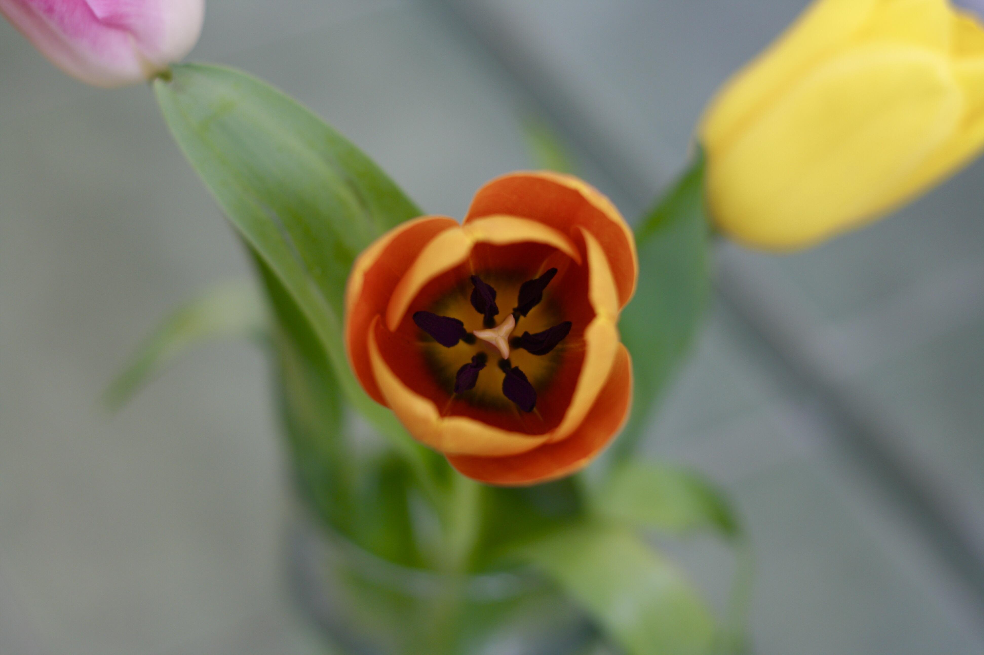 Spring colors | Scrolller