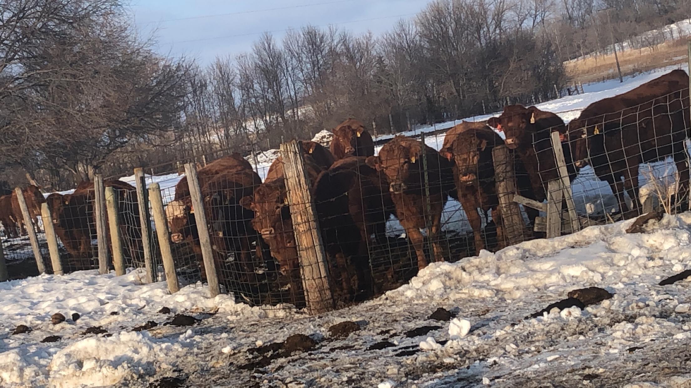 Spring fever | Scrolller