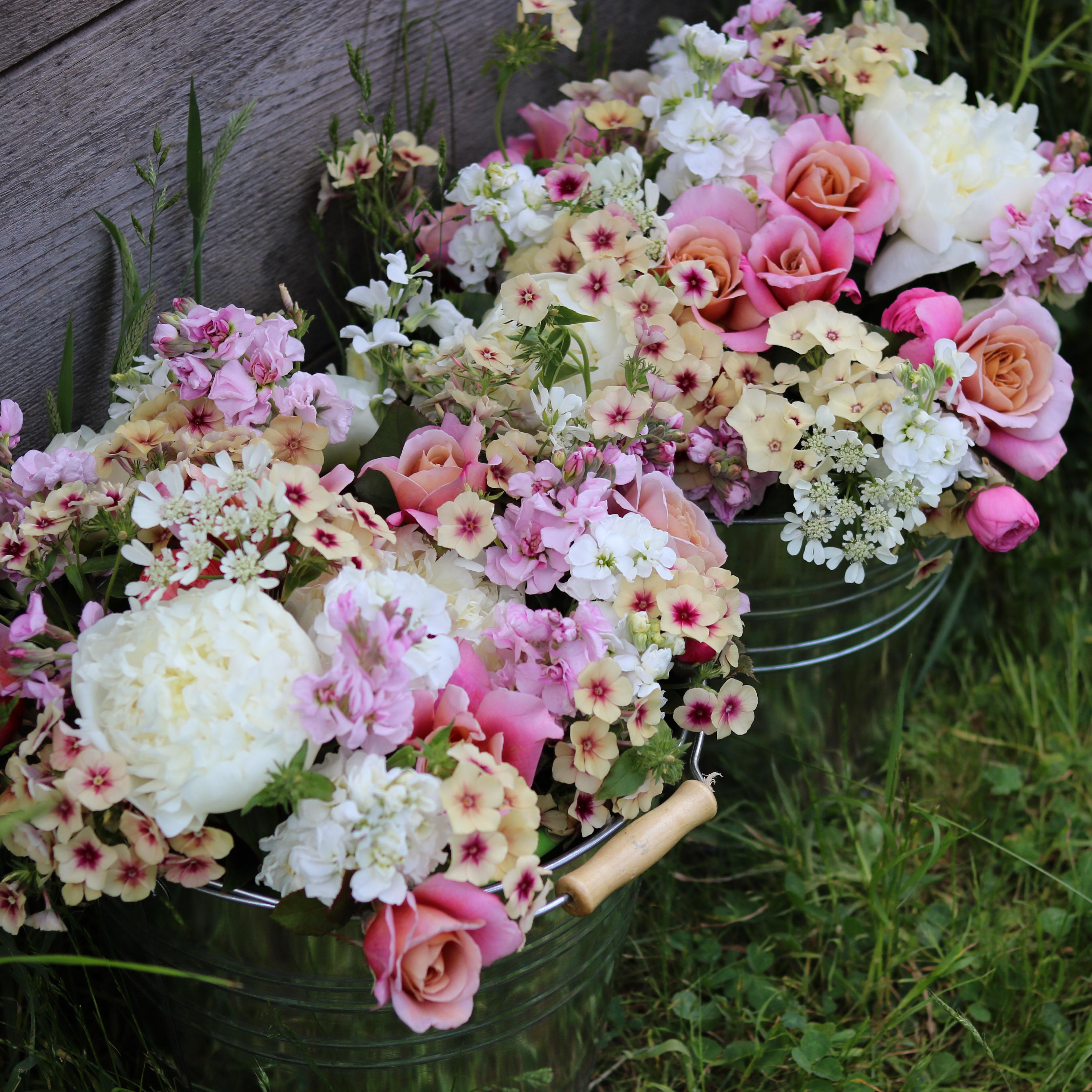 Spring flowers from our farm | Scrolller