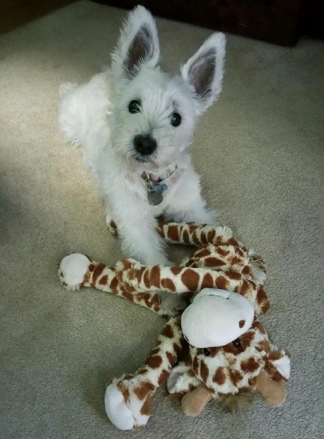 Spunkie and her equally-as-photogenic giraffe :) | Scrolller