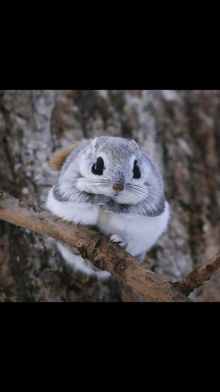 Squirrel? | Scrolller