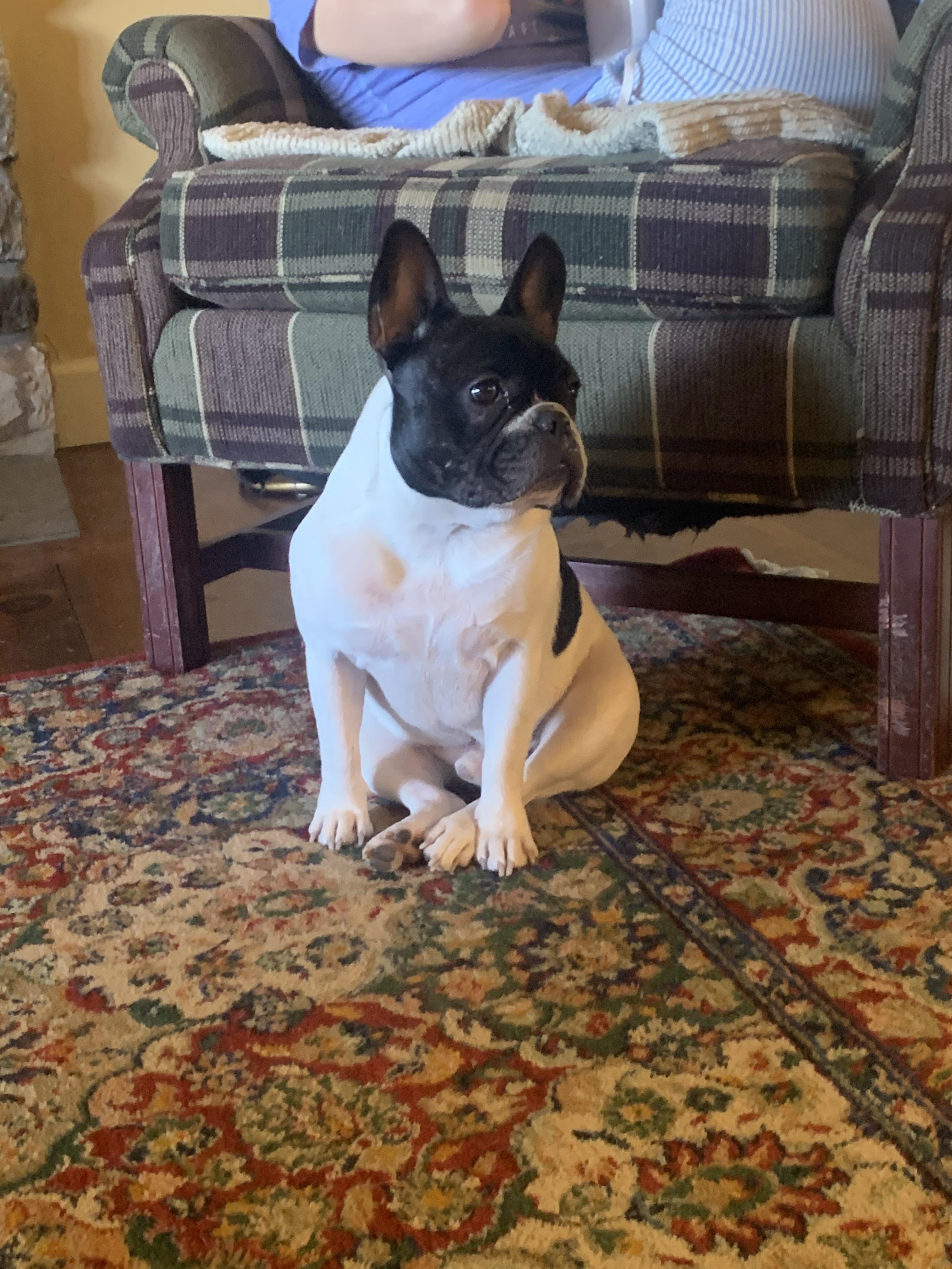 Squirrel! | Scrolller