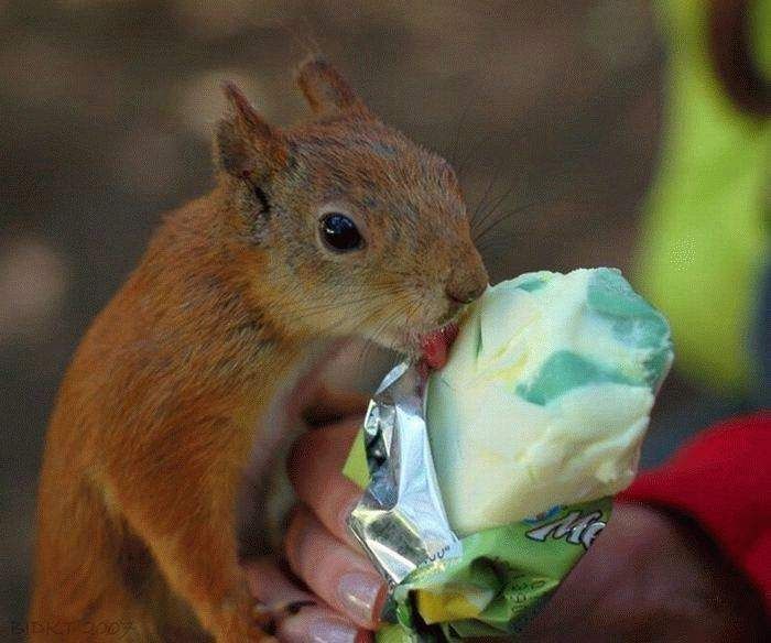 Squirrel eating popsicle | Scrolller