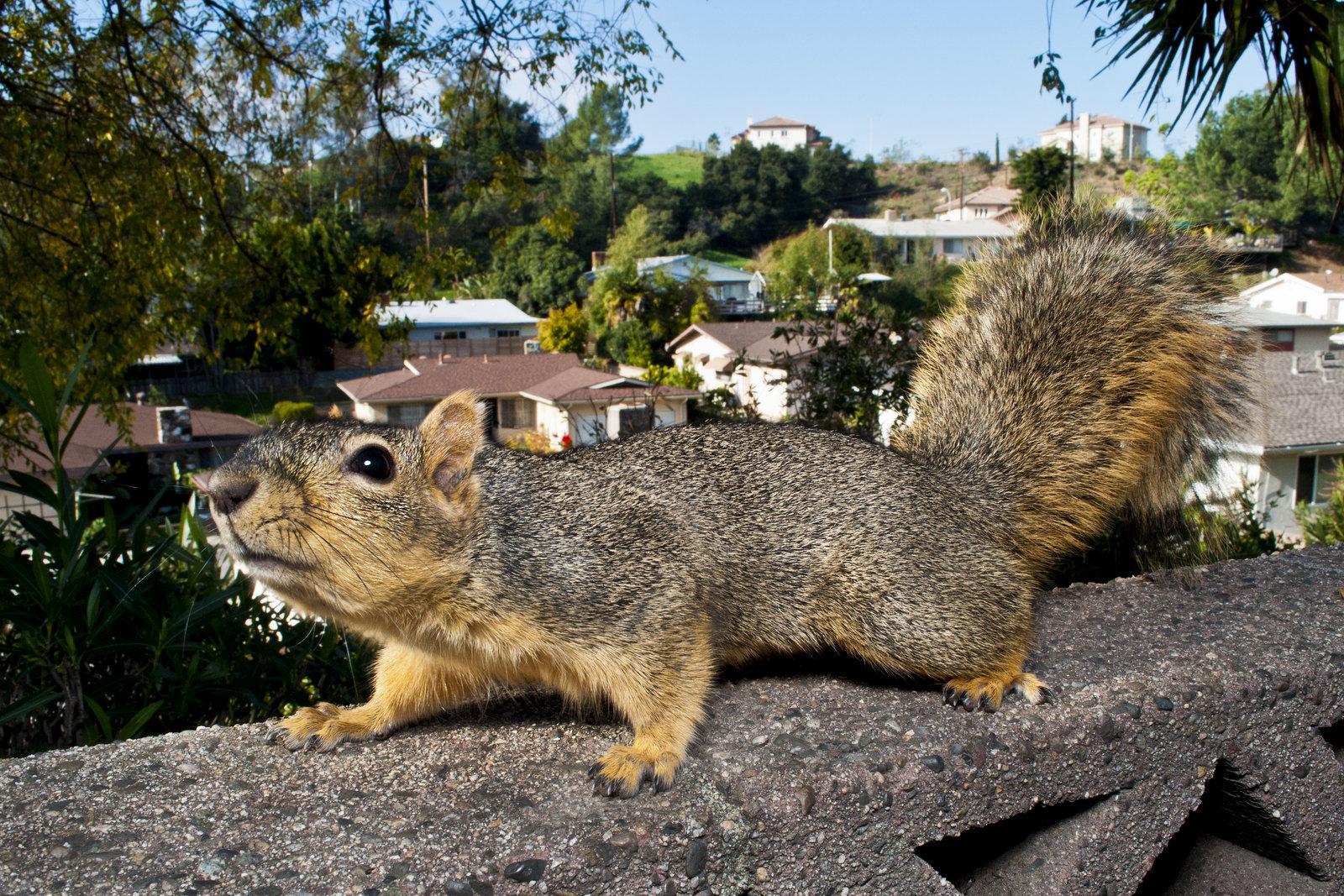 Squirrel | Scrolller
