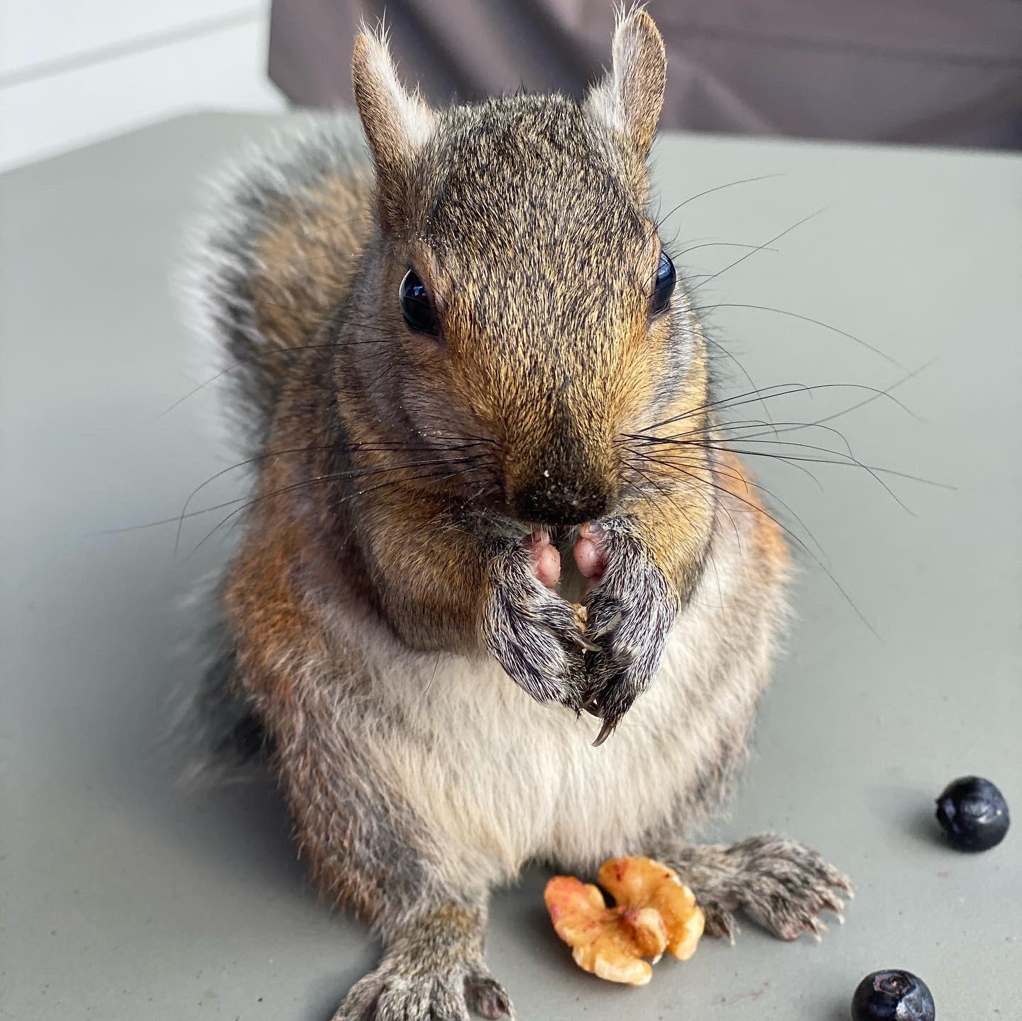 Squirrel hands!!! | Scrolller