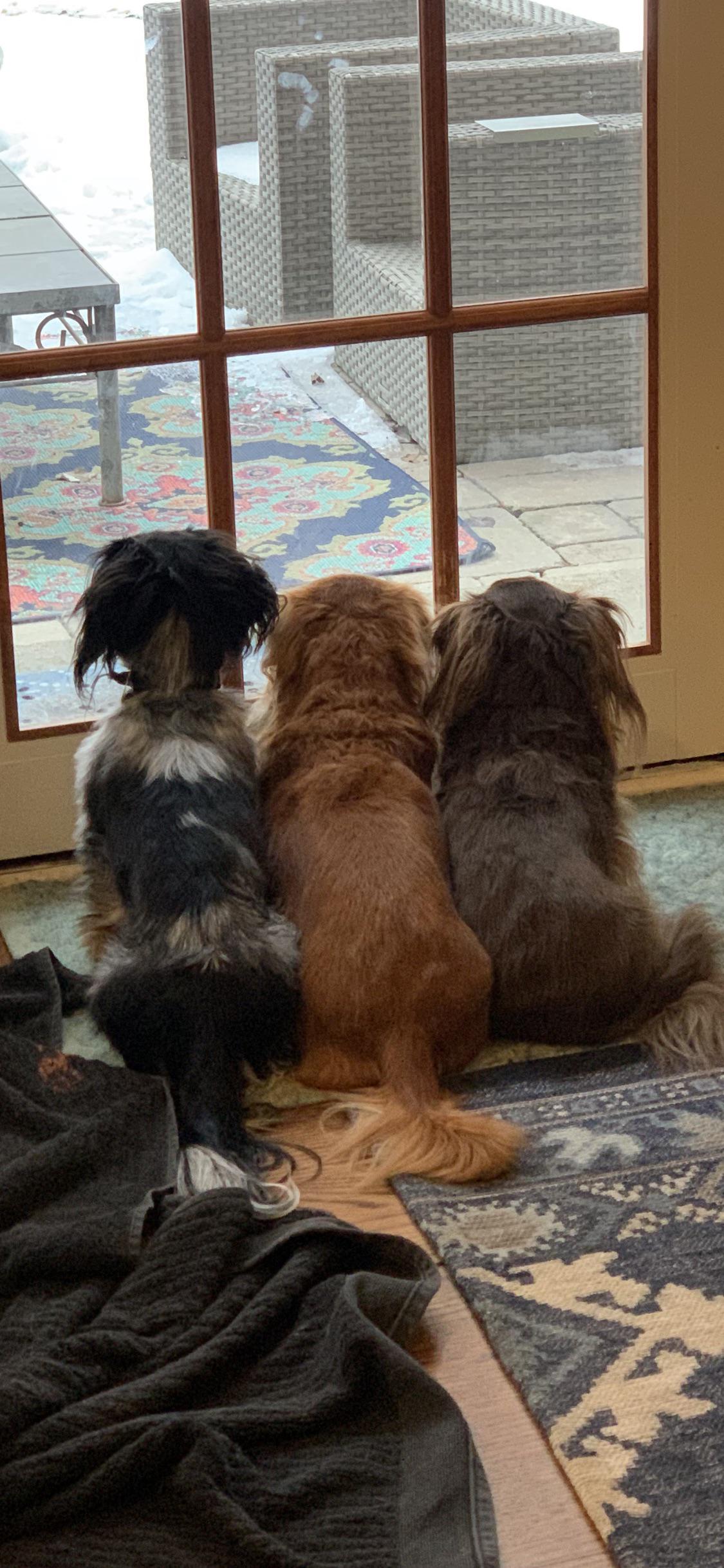 Squirrel Patrol | Scrolller