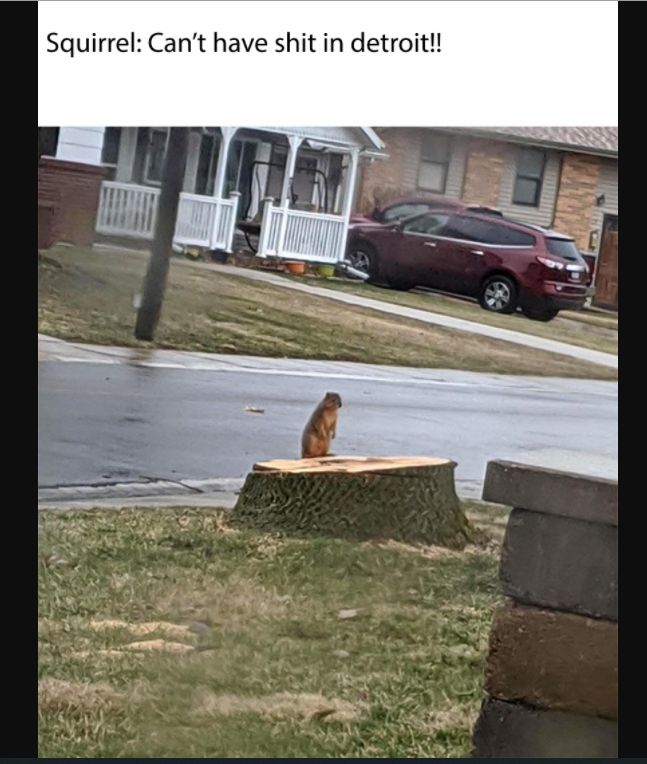 Squirrel speaking facts !! | Scrolller