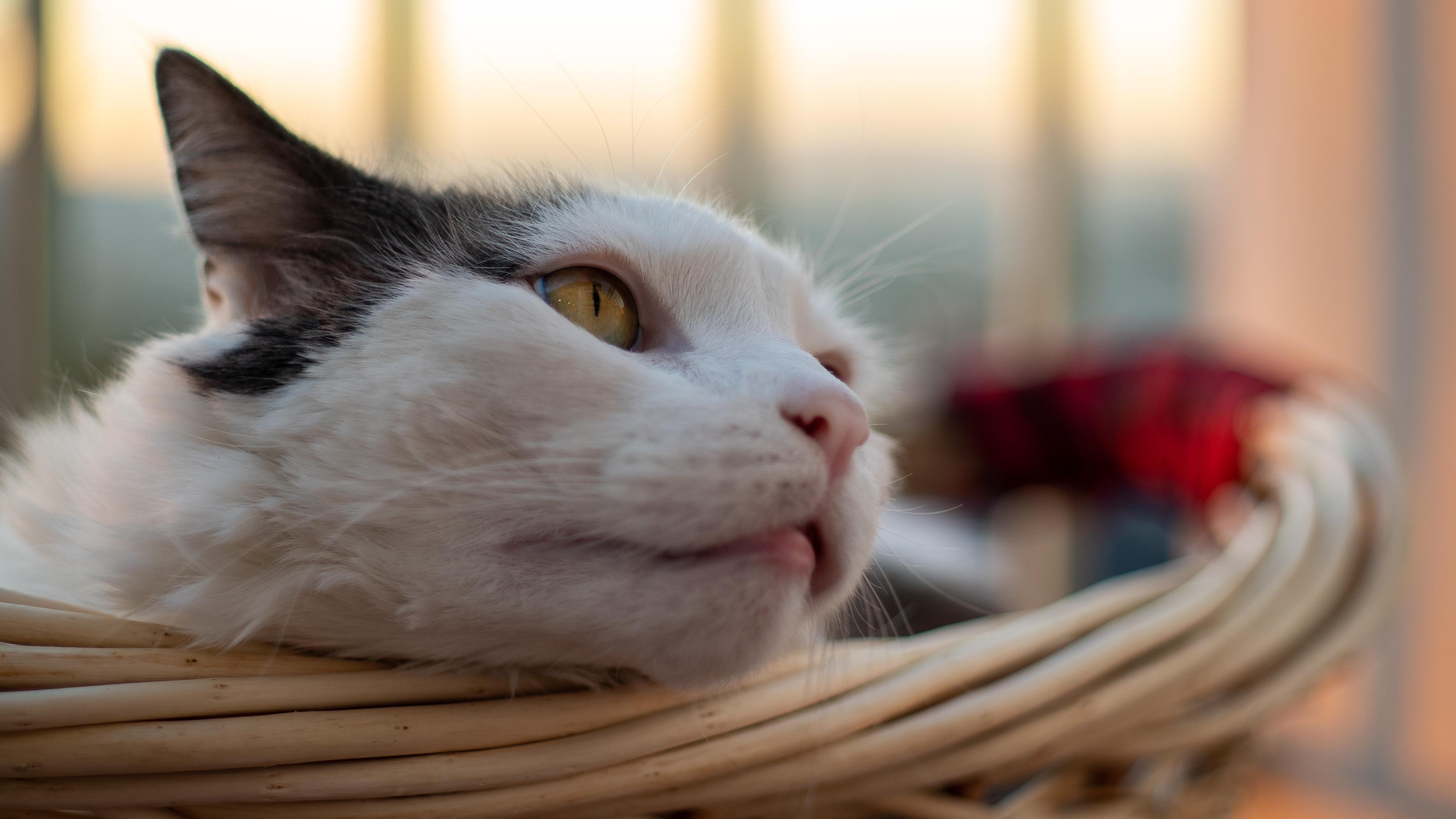 Squirrel strikes a pose 2021 | Scrolller