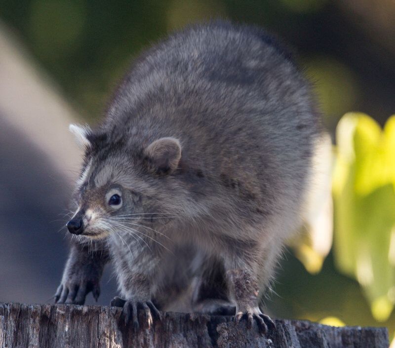 Squirrelcoon | Scrolller