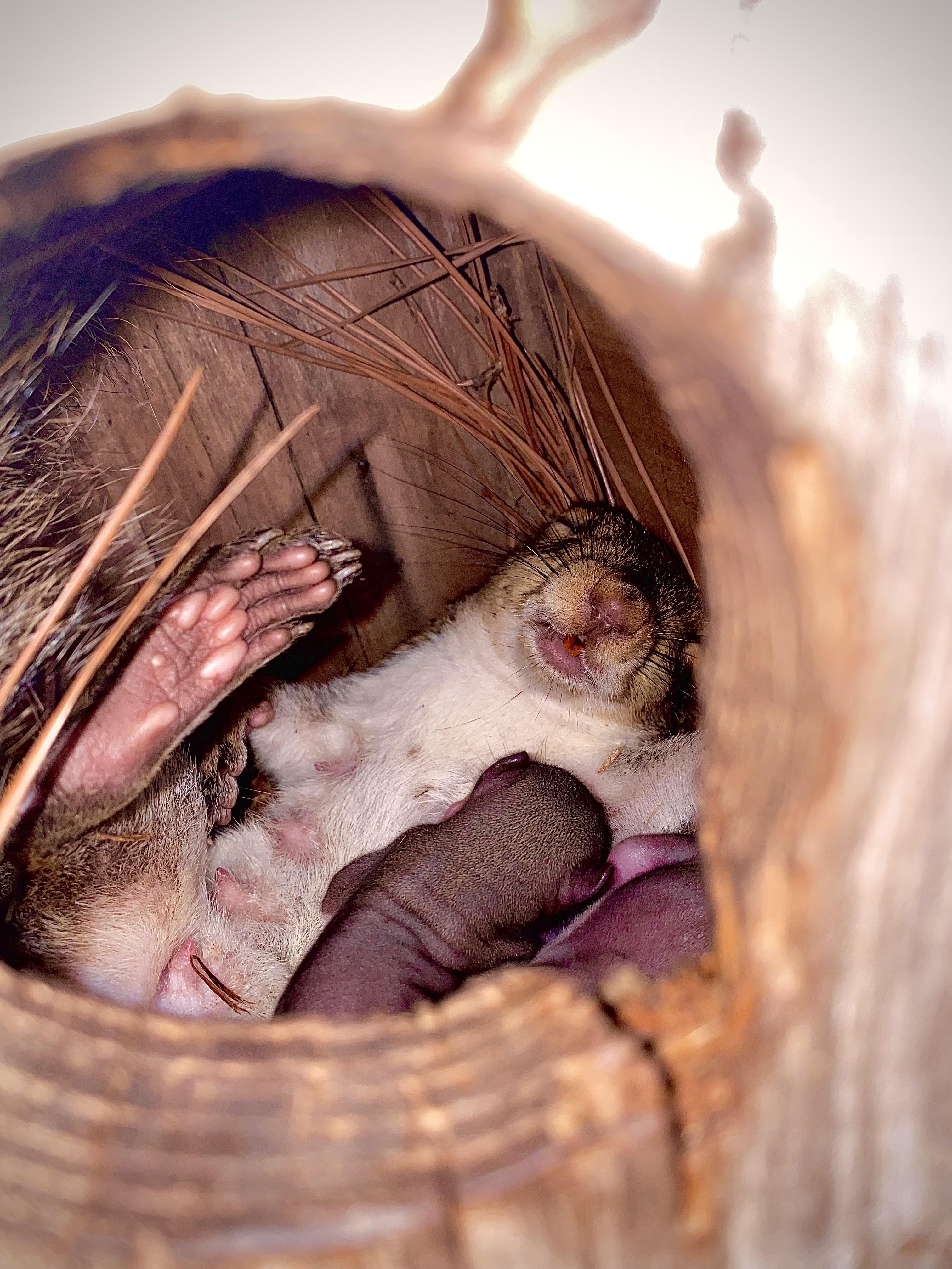 Squirrelly Girl and her babies are doing great! 💕🐿 | Scrolller