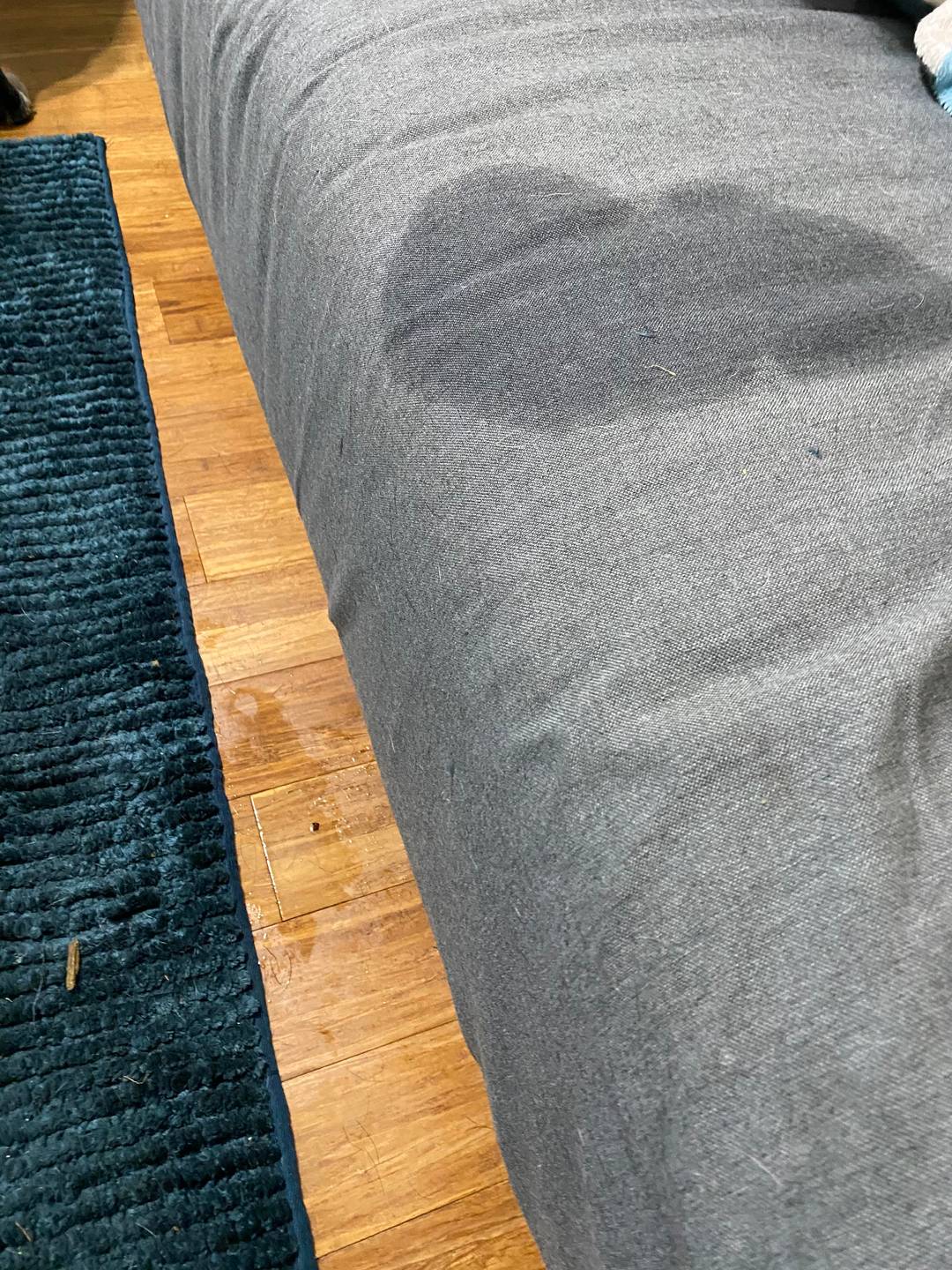 Squirted all over the couch and floor 🙊 | Scrolller