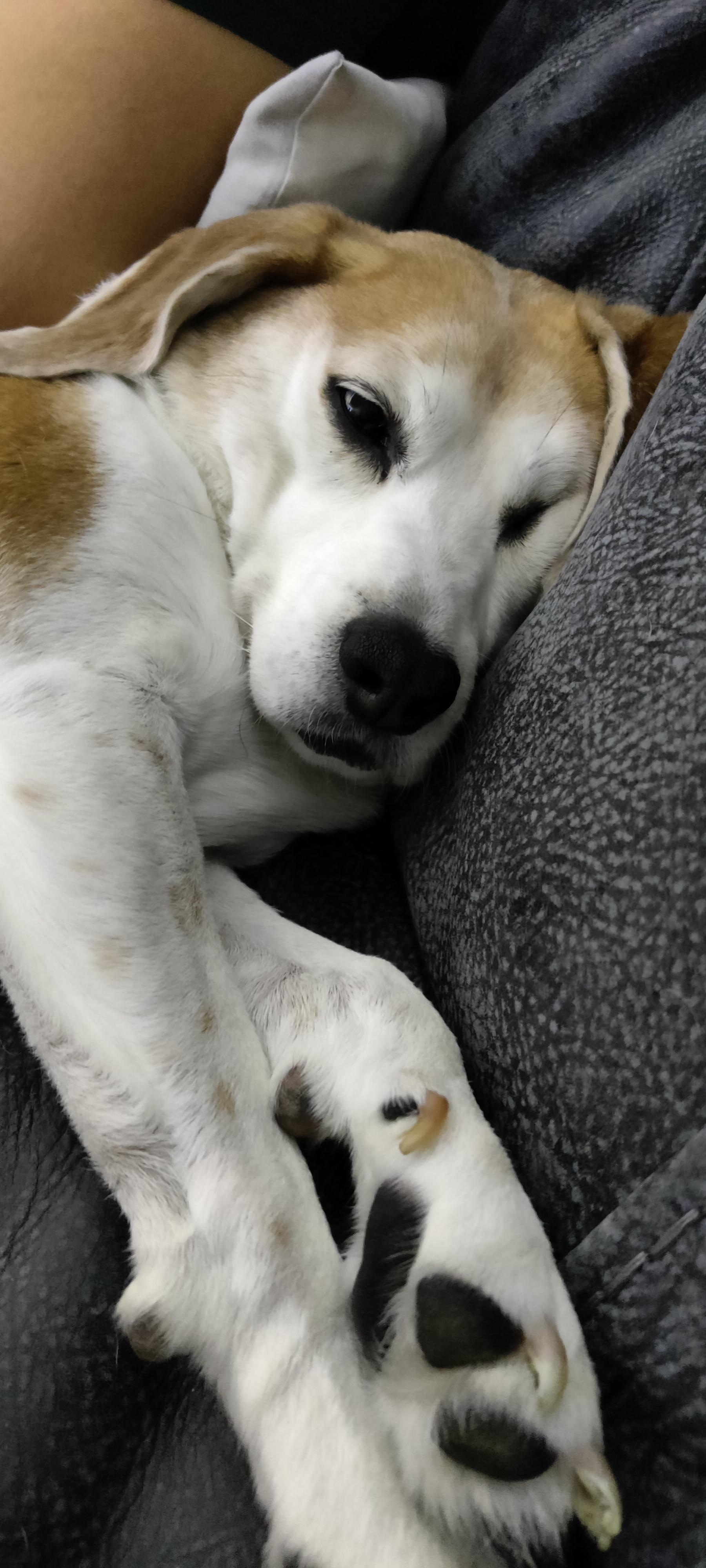 Squishy beagle 😍😍 | Scrolller