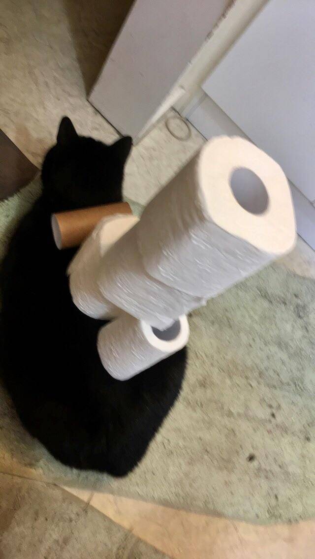 Stack on Cat | Scrolller