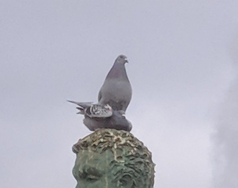 Stacked pigeons | Scrolller