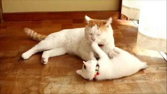 Stahp child. | Scrolller