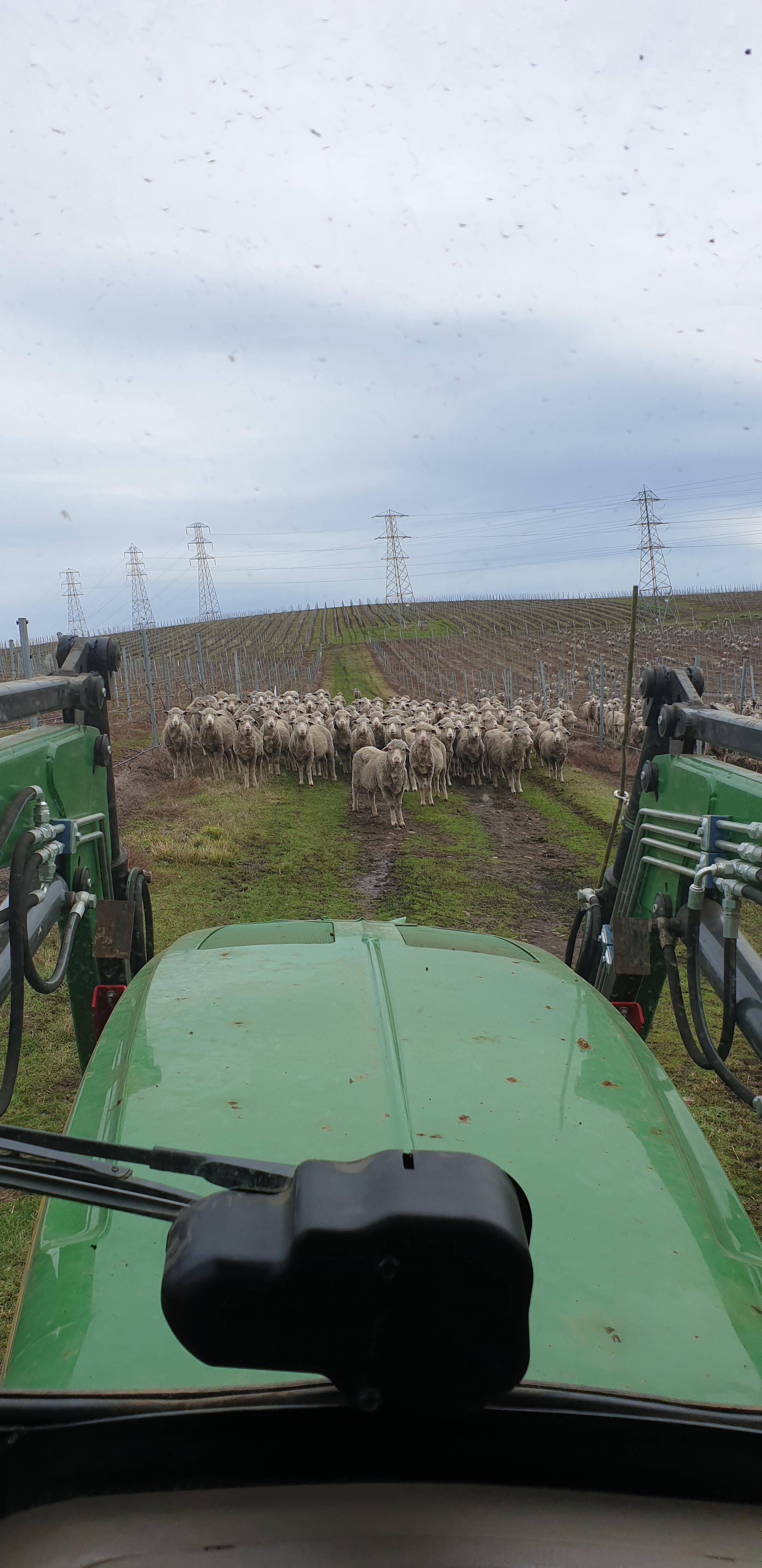 Stand off in the vineyard this arvo. | Scrolller