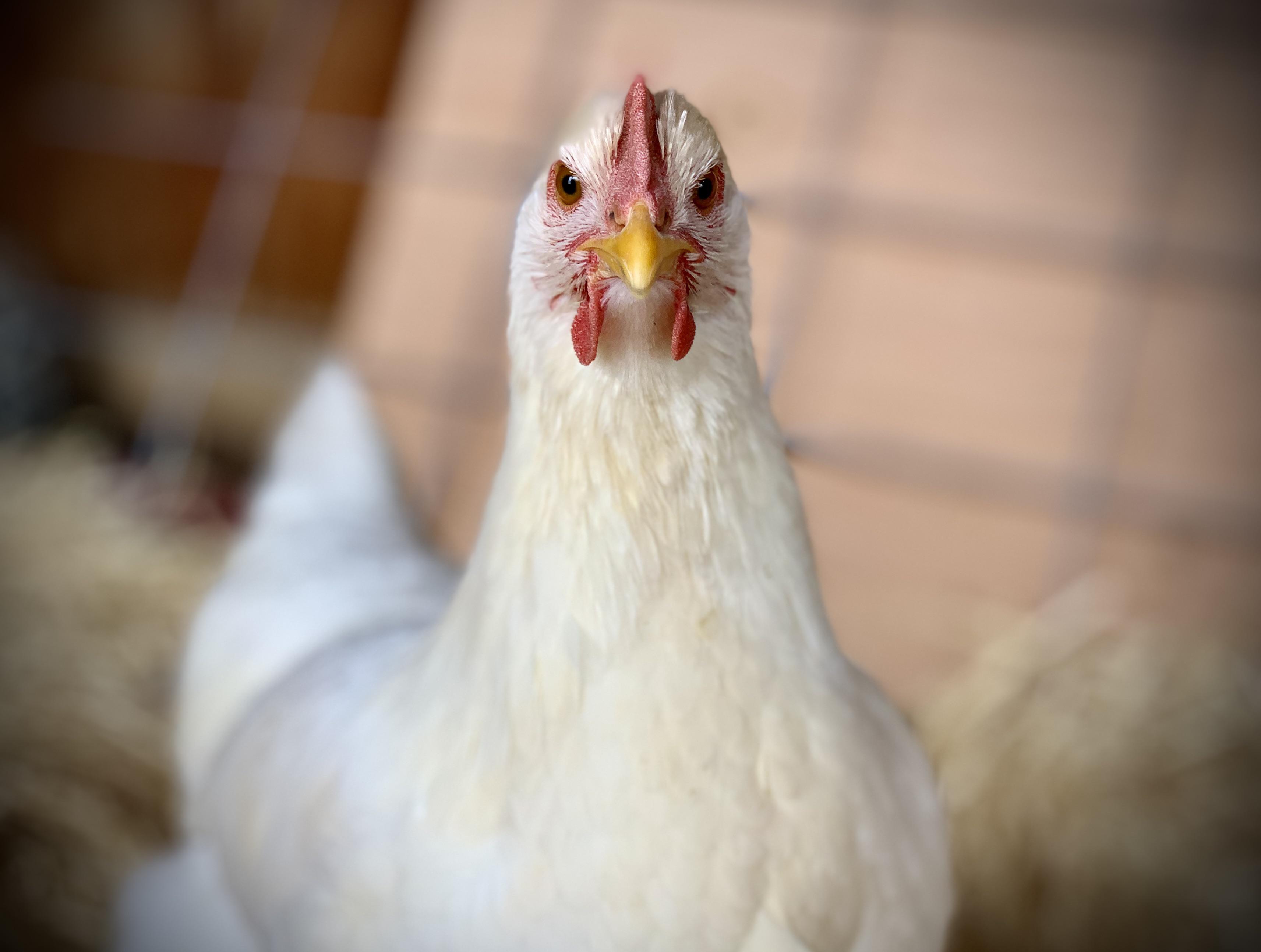 Staring Down a Hen | Scrolller