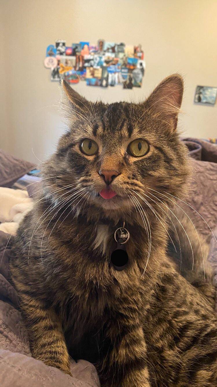 staring into your soul with this blep | Scrolller