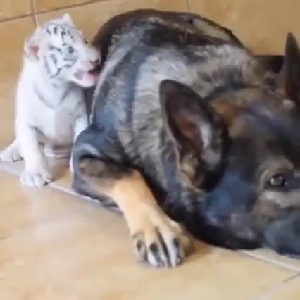 Startled baby white tiger | Scrolller