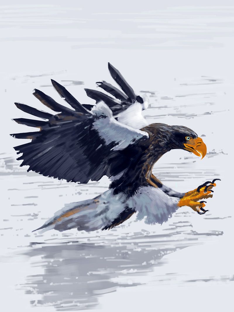 Steller's Sea Eagle Painting | Scrolller