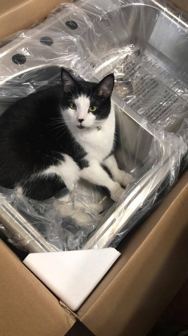 Step 1 of replacing the kitchen sink, remove cat. | Scrolller