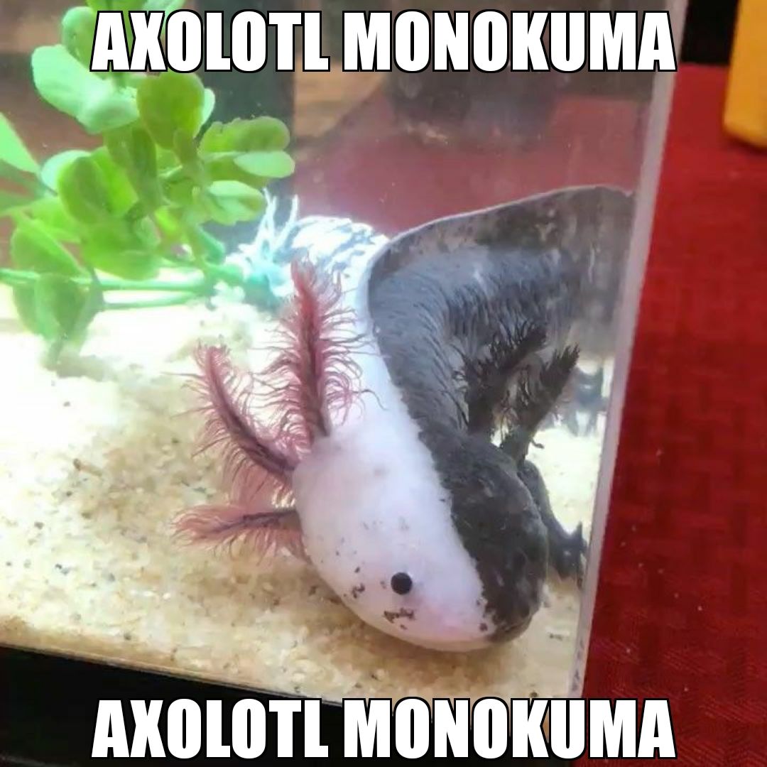 Step aside, ball monokuma | Scrolller