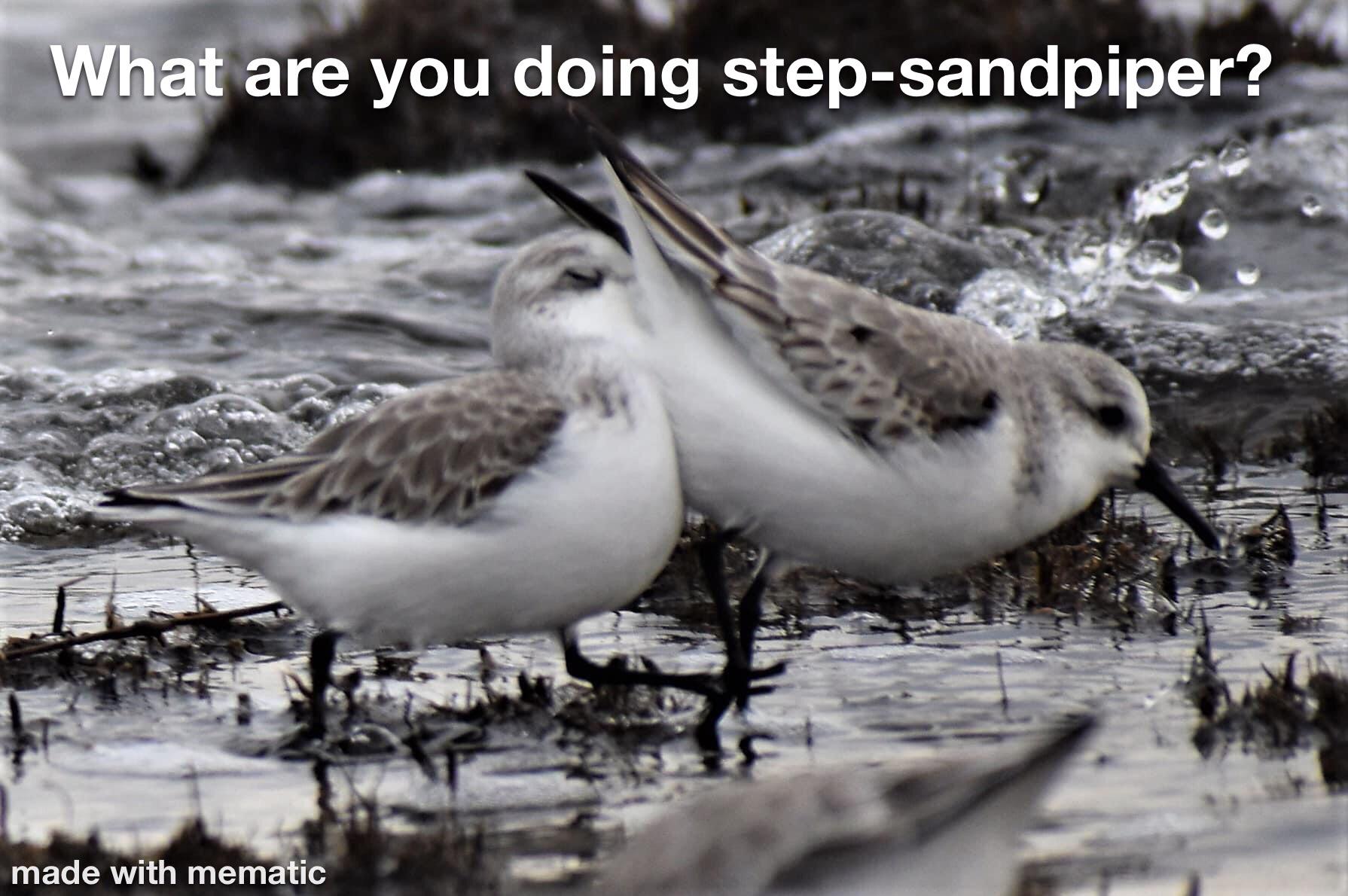 Step-bird | Scrolller