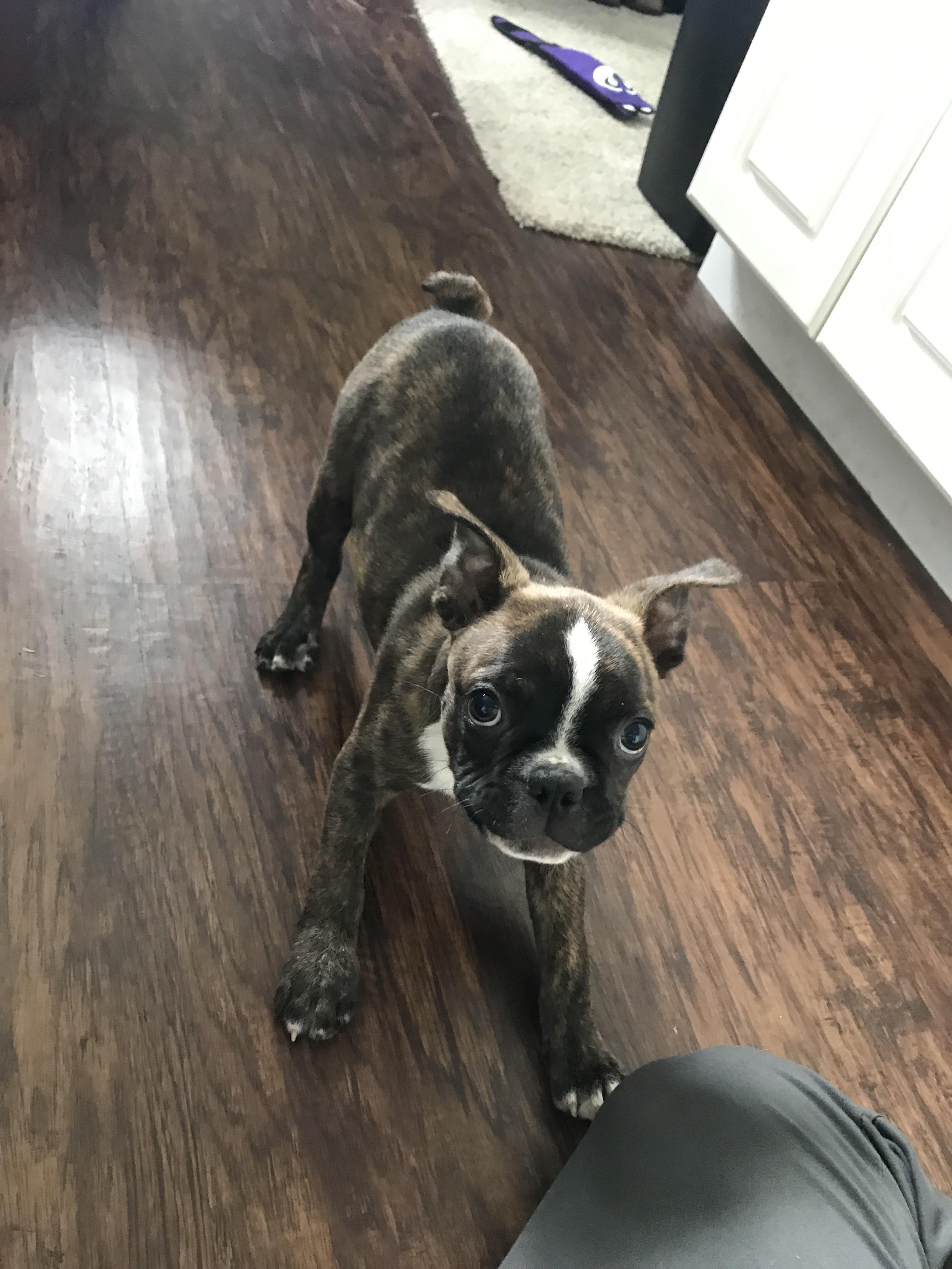 Still getting used to having a Boston. Love this guy with all my heart! | Scrolller