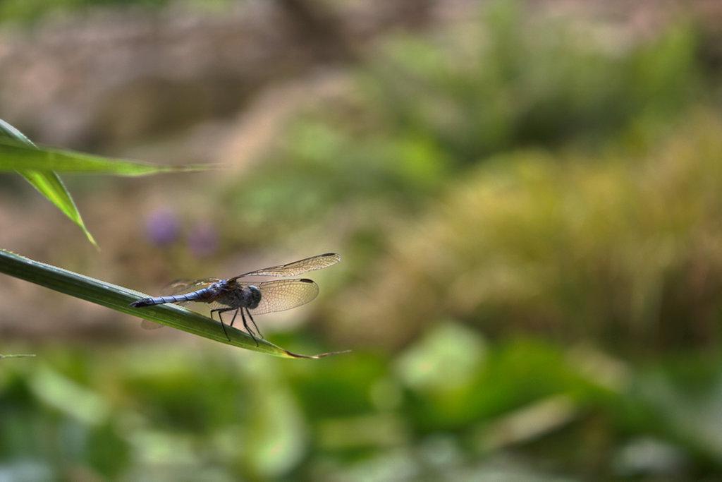 still life with dragonfly | Scrolller