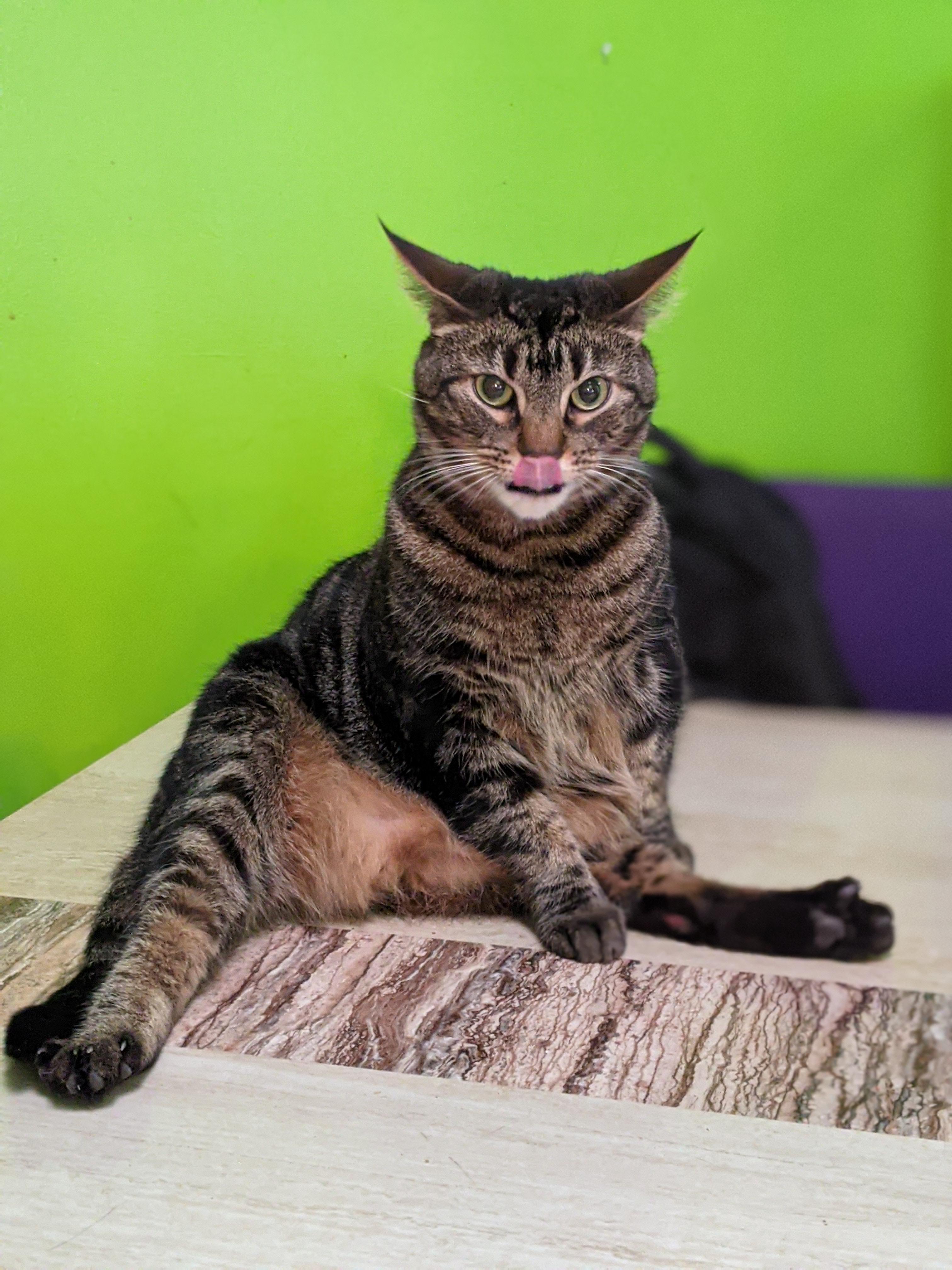 Stormageddon, in all his glory. | Scrolller