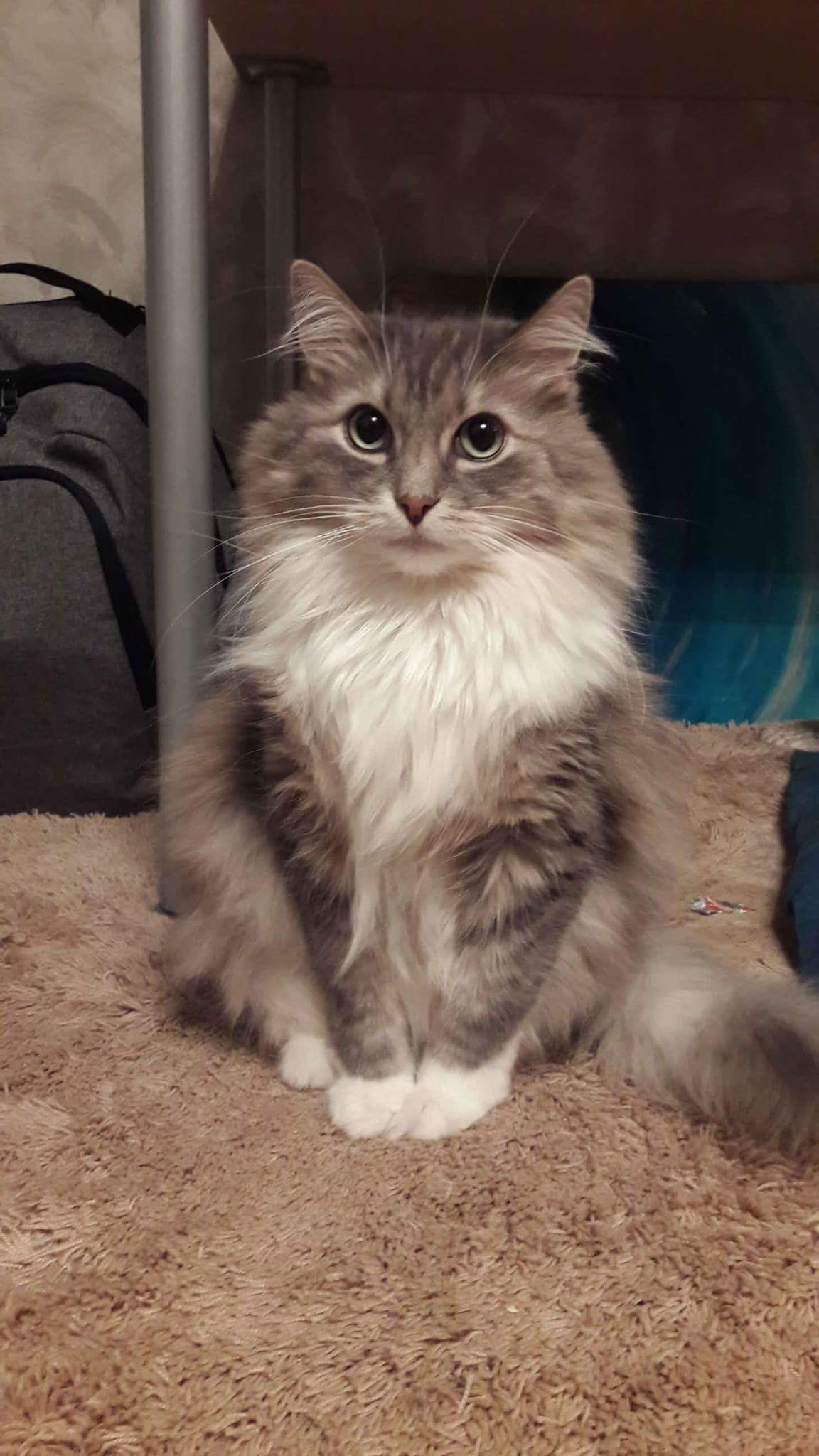 Strike a pose, floofy one | Scrolller