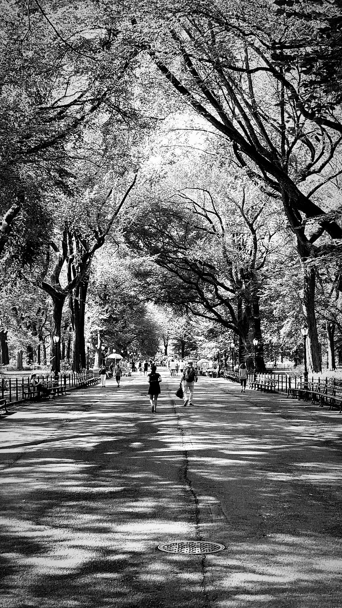 Stroll through Central Park | Scrolller