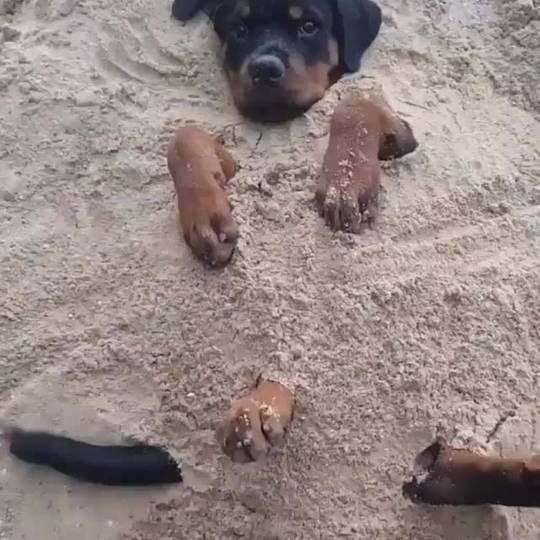 Stuck Doggo | Scrolller