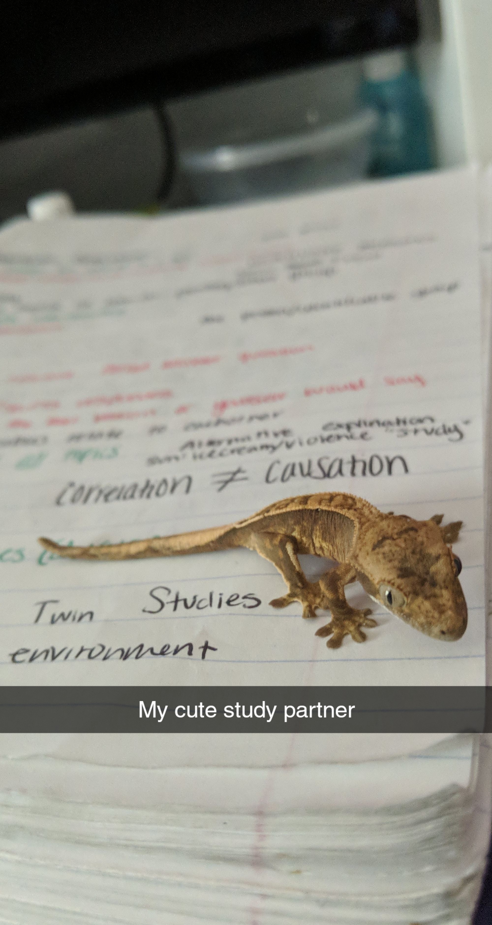 study buddy | Scrolller