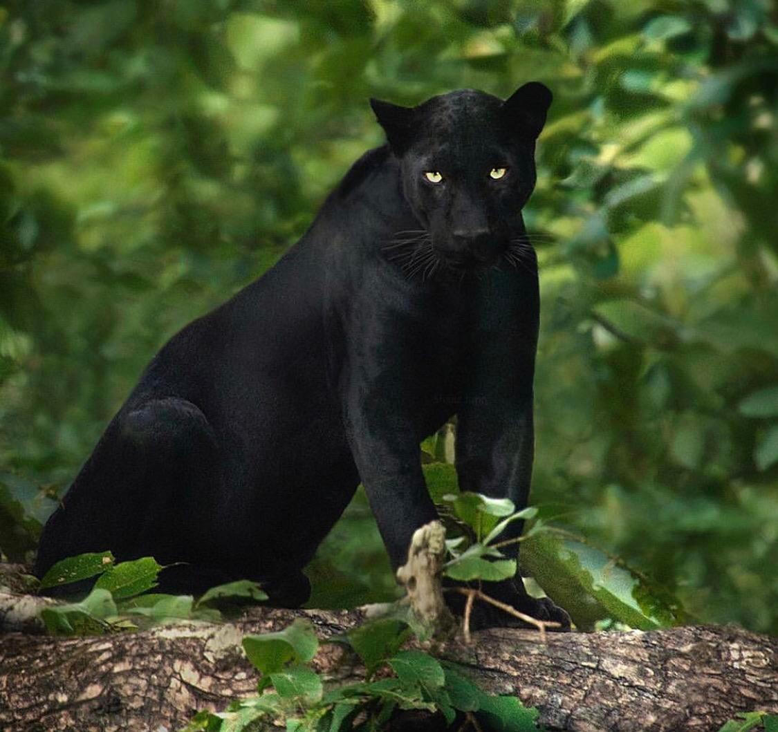 Stunning Black Panther | Scrolller
